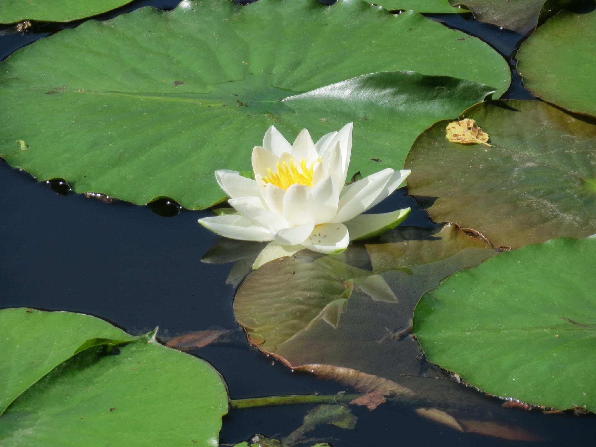 Nymphaea alba - KnowYourWeeds