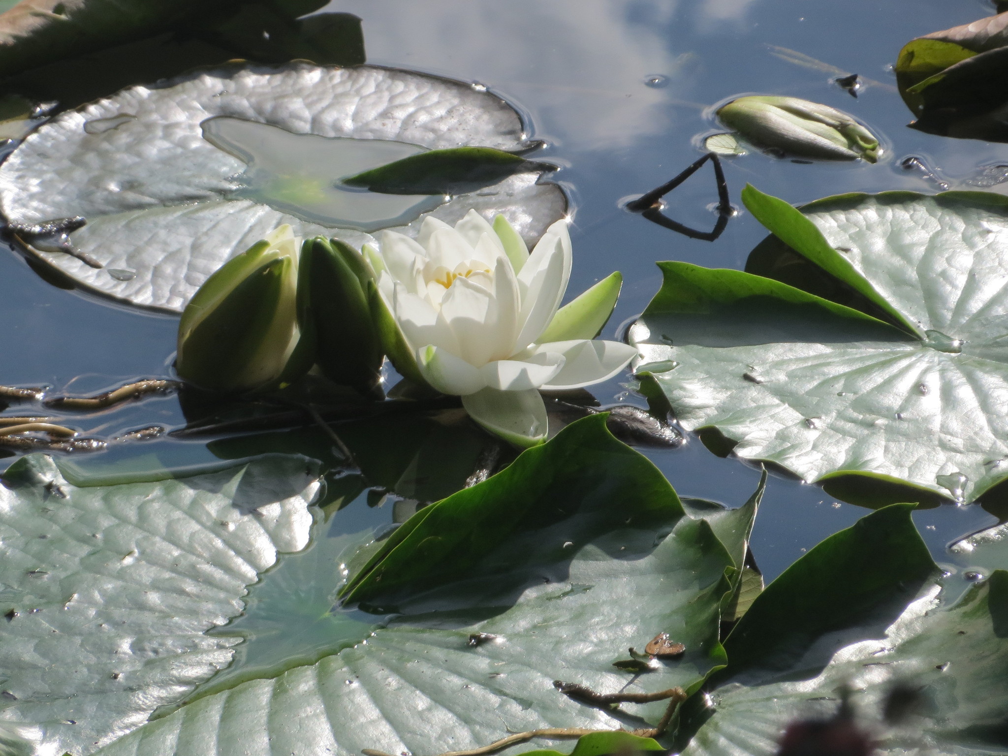 Nymphaea alba - KnowYourWeeds