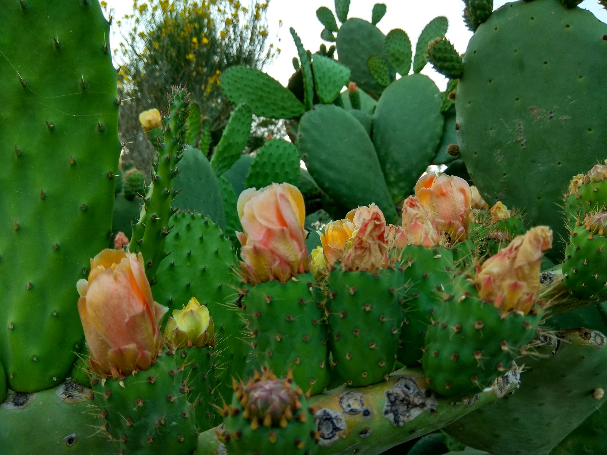 Opuntia ficus-indica - KnowYourWeeds