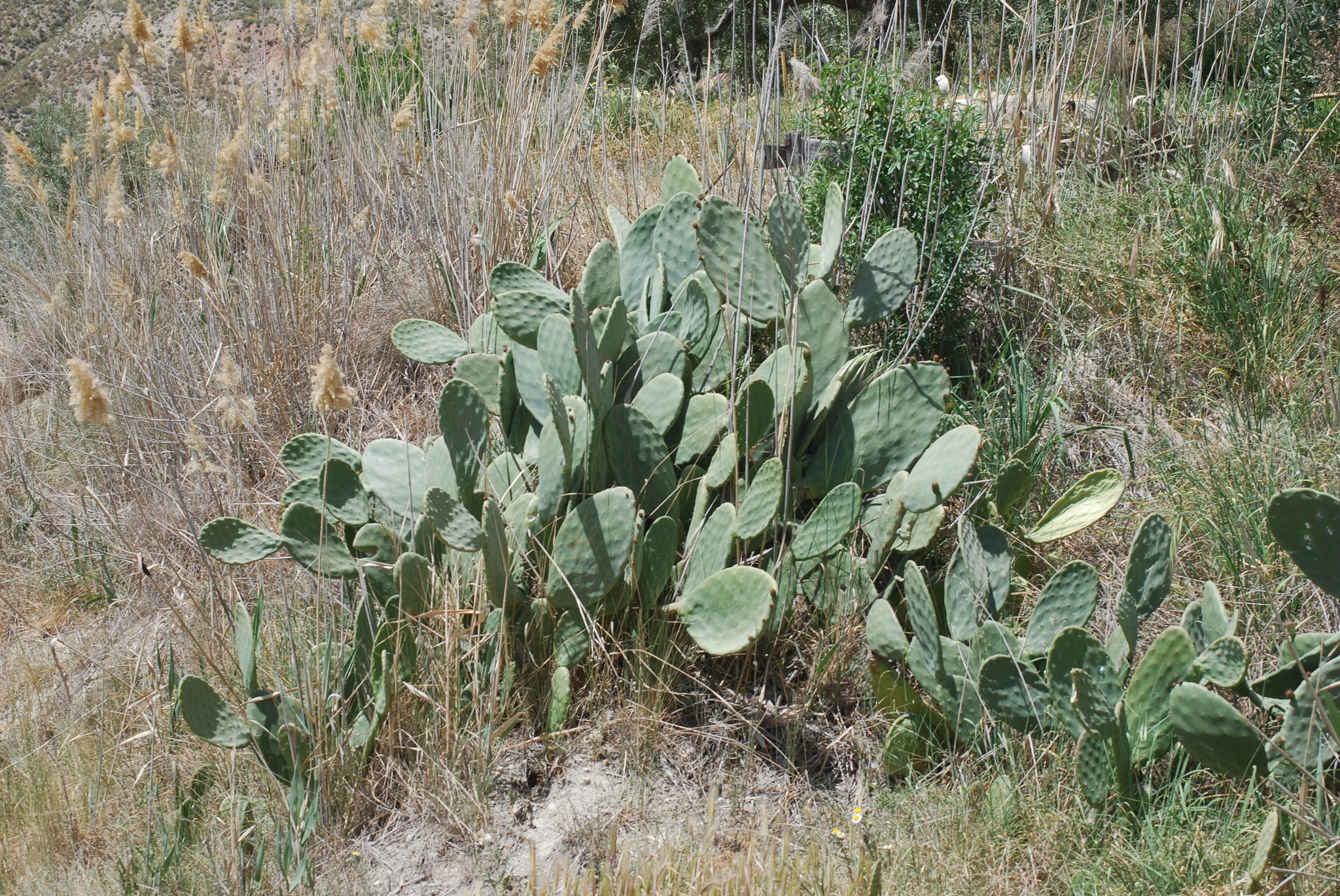 Opuntia ficus-indica - KnowYourWeeds