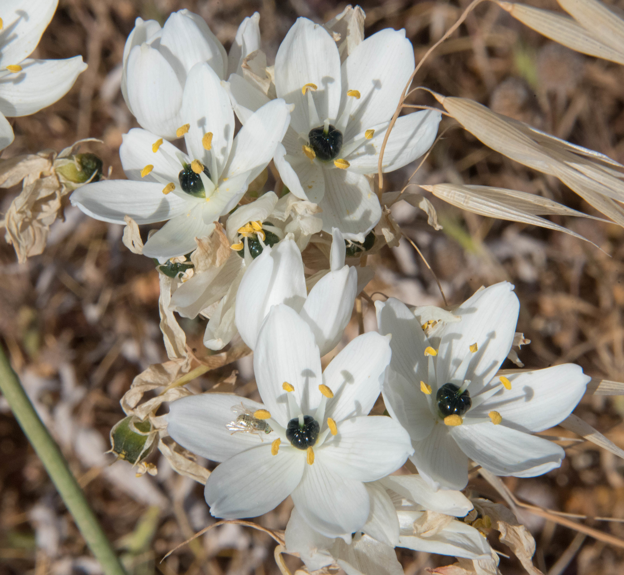 Ornithogalum arabicum - KnowYourWeeds