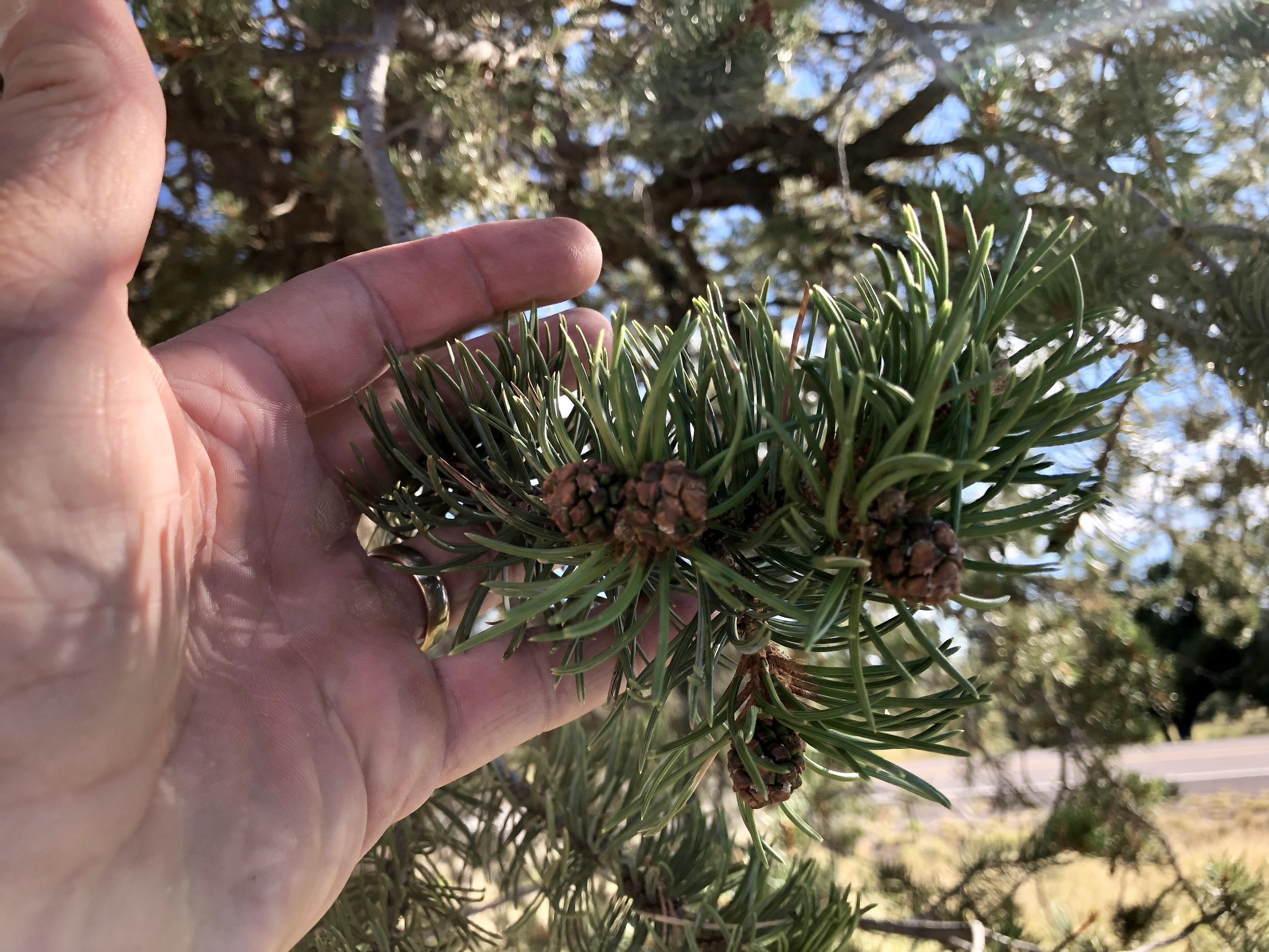 Pinus edulis - KnowYourWeeds