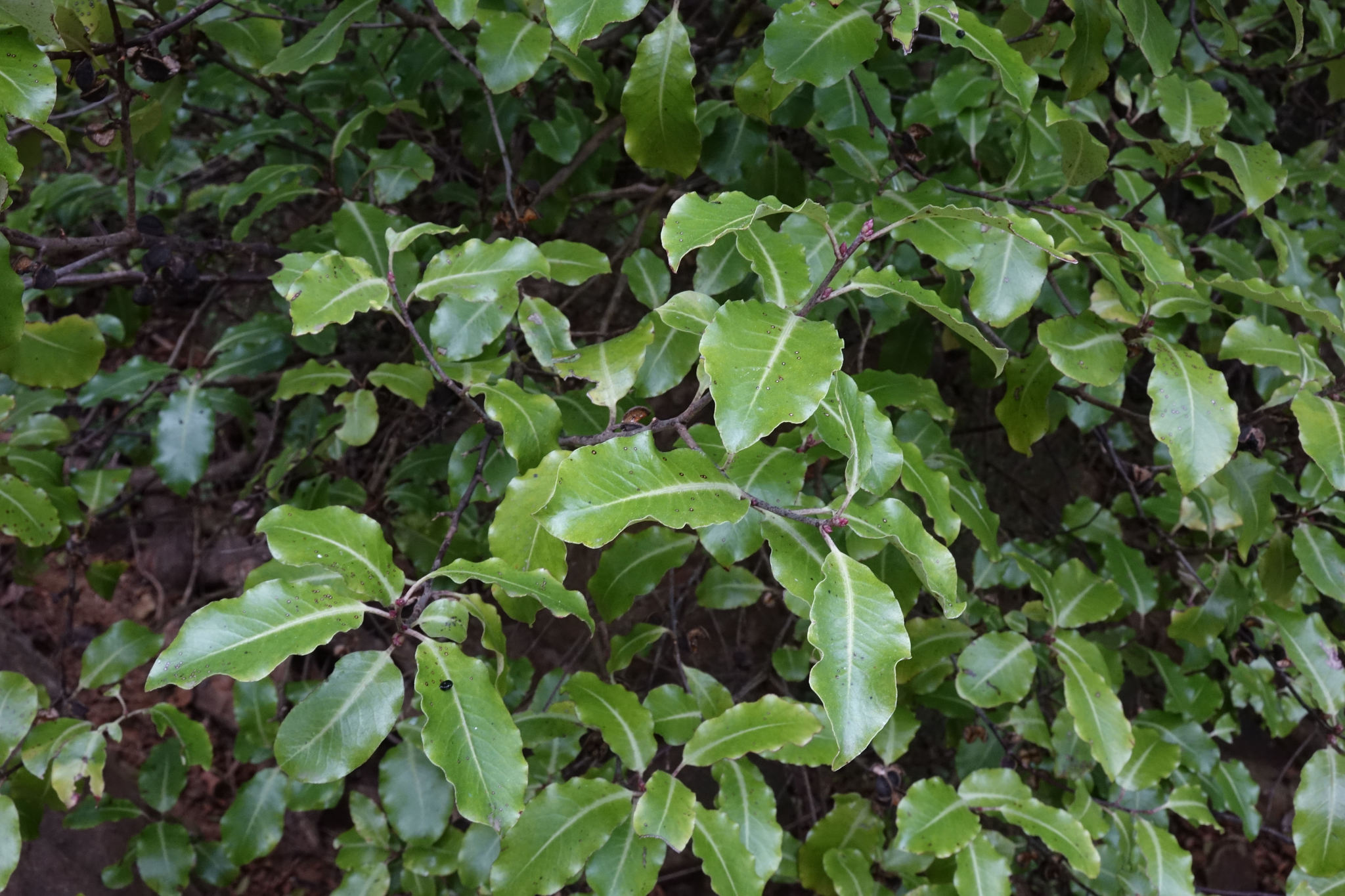 Pittosporum tenuifolium - KnowYourWeeds