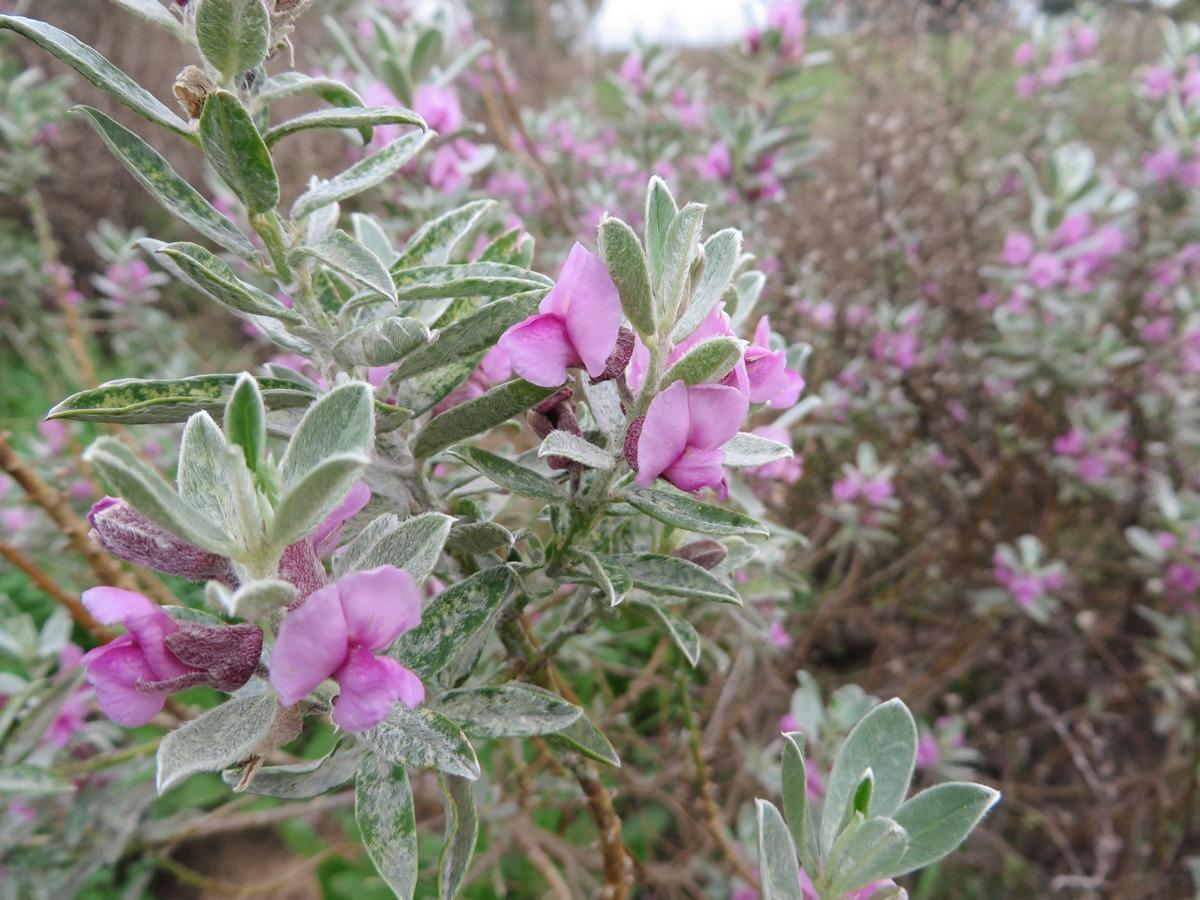 Podalyria sericea - KnowYourWeeds