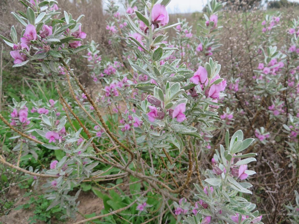 Podalyria sericea - KnowYourWeeds