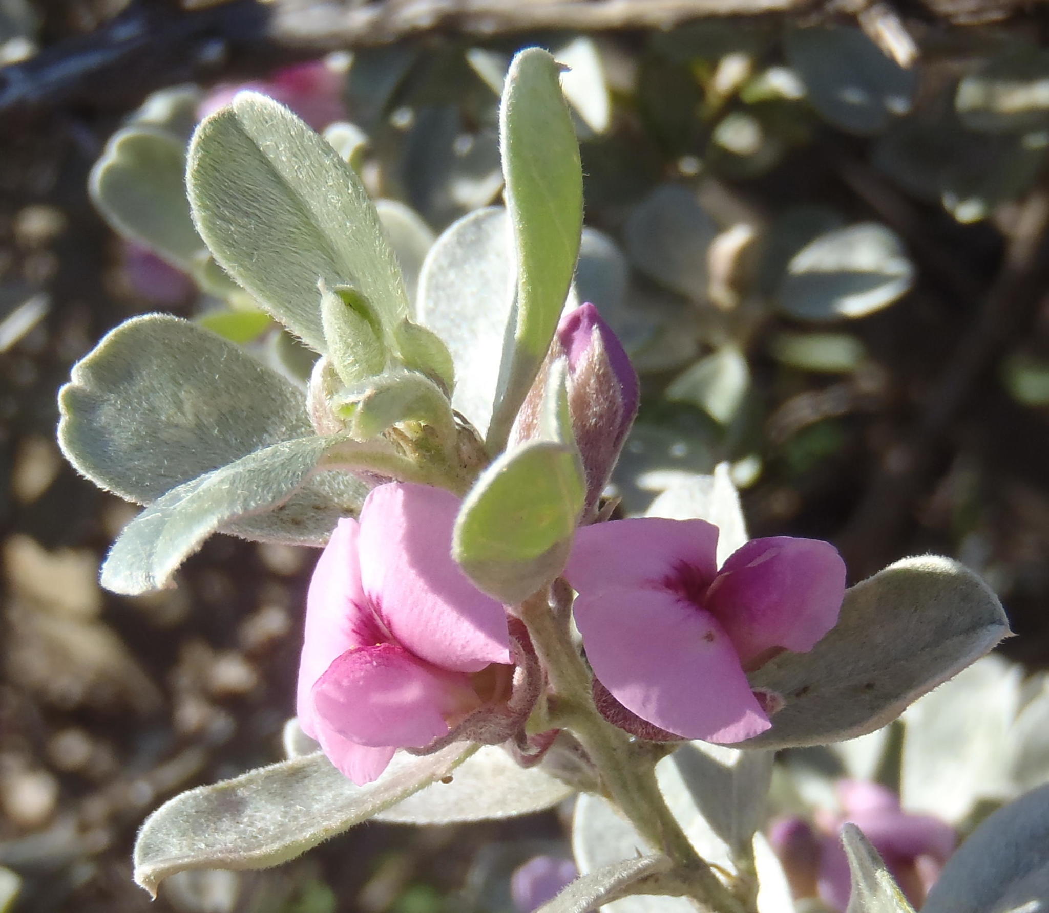 Podalyria sericea - KnowYourWeeds