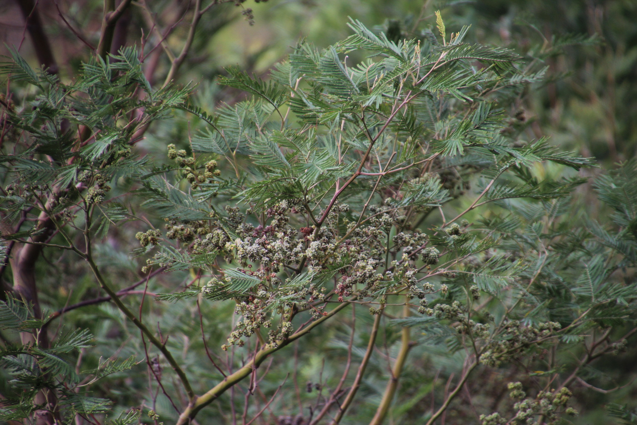 Acacia mearnsii - KnowYourWeeds
