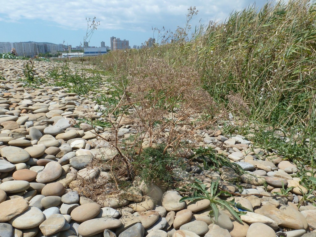 Astrodaucus littoralis - KnowYourWeeds