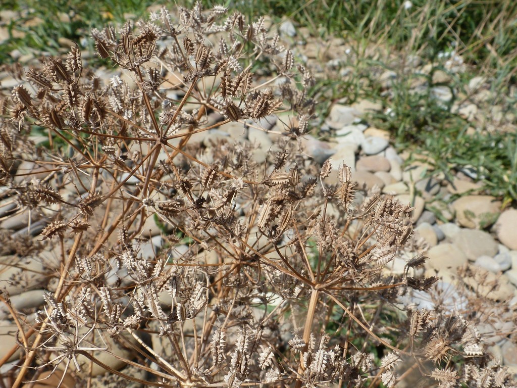 Astrodaucus littoralis - KnowYourWeeds