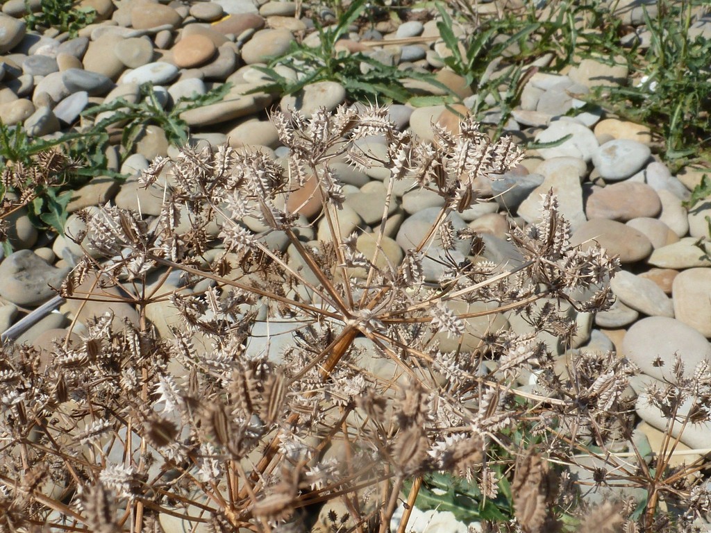Astrodaucus littoralis - KnowYourWeeds