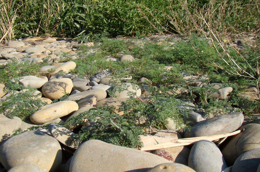 Astrodaucus littoralis - KnowYourWeeds