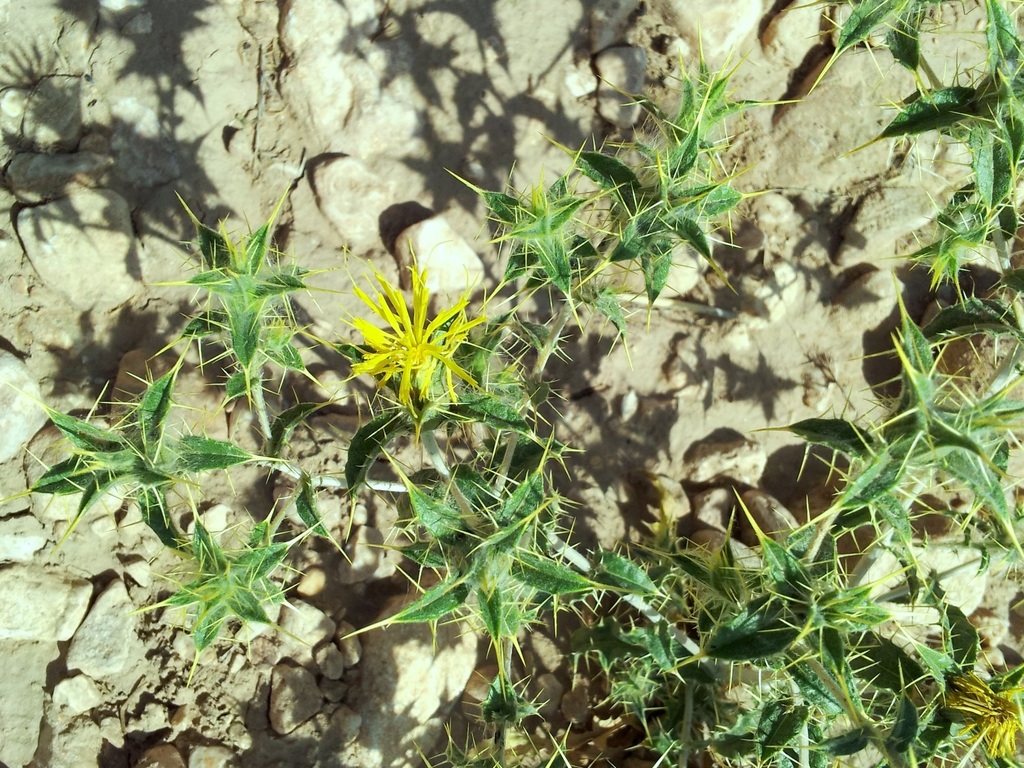 Carthamus oxyacantha - KnowYourWeeds