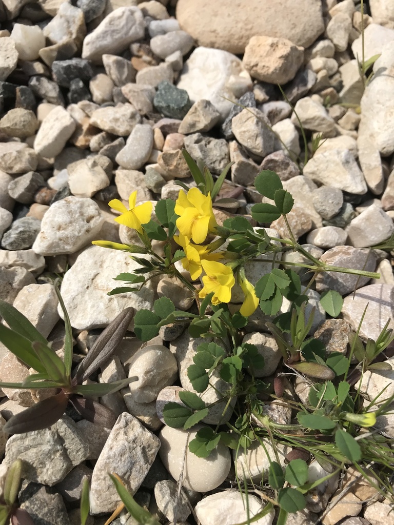Medicago monantha - KnowYourWeeds