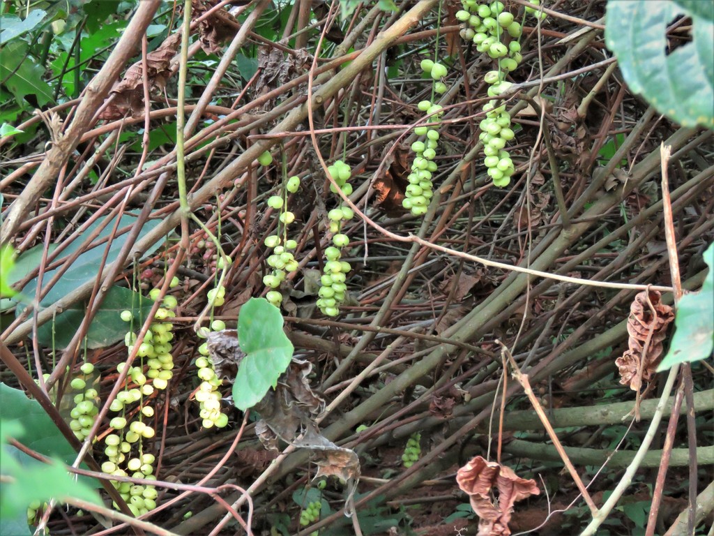 Alchornea cordifolia - KnowYourWeeds