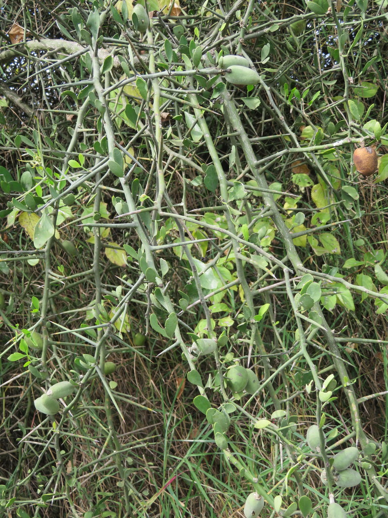 Balanites aegyptiaca - KnowYourWeeds
