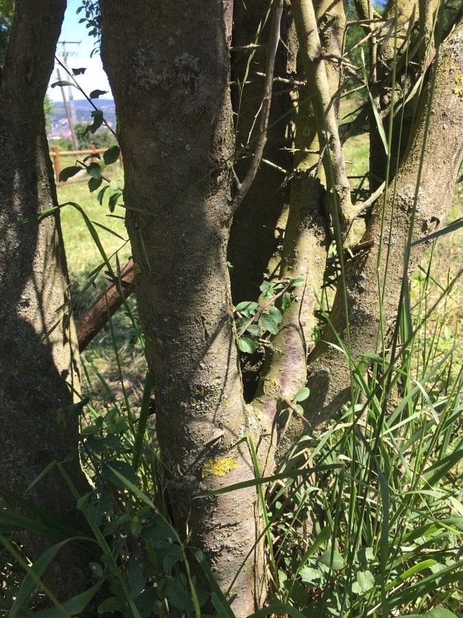 Prunus × fruticans - KnowYourWeeds