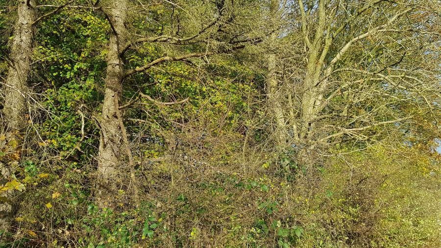 Prunus × fruticans - KnowYourWeeds