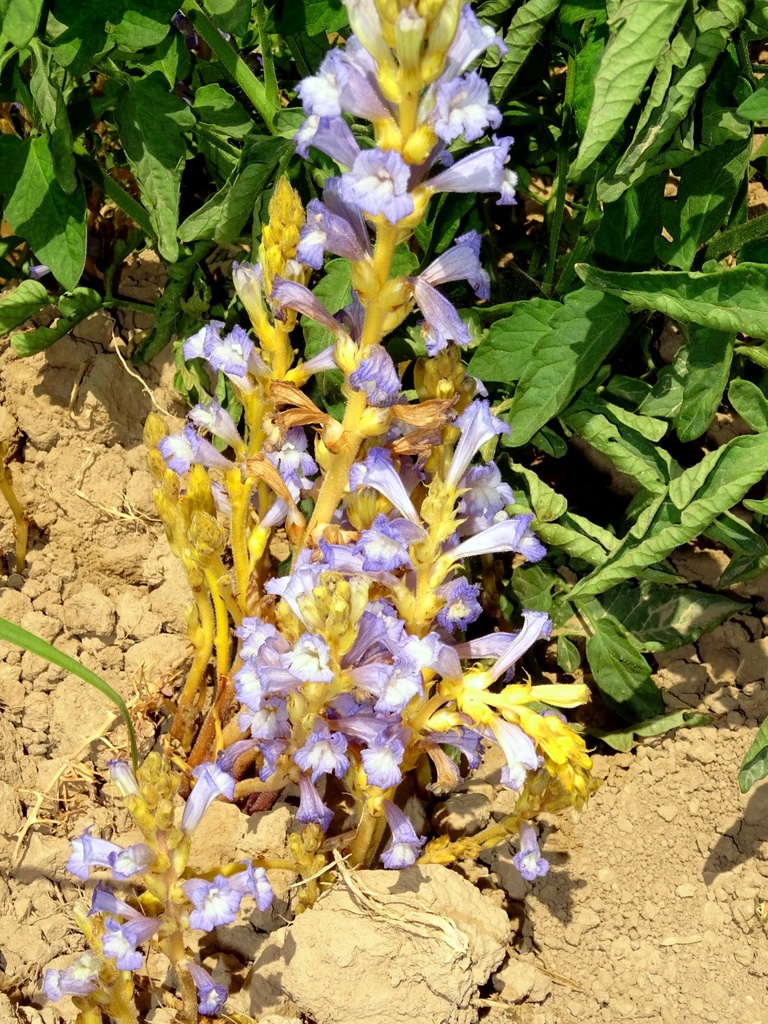 Orobanche aegyptiaca - KnowYourWeeds