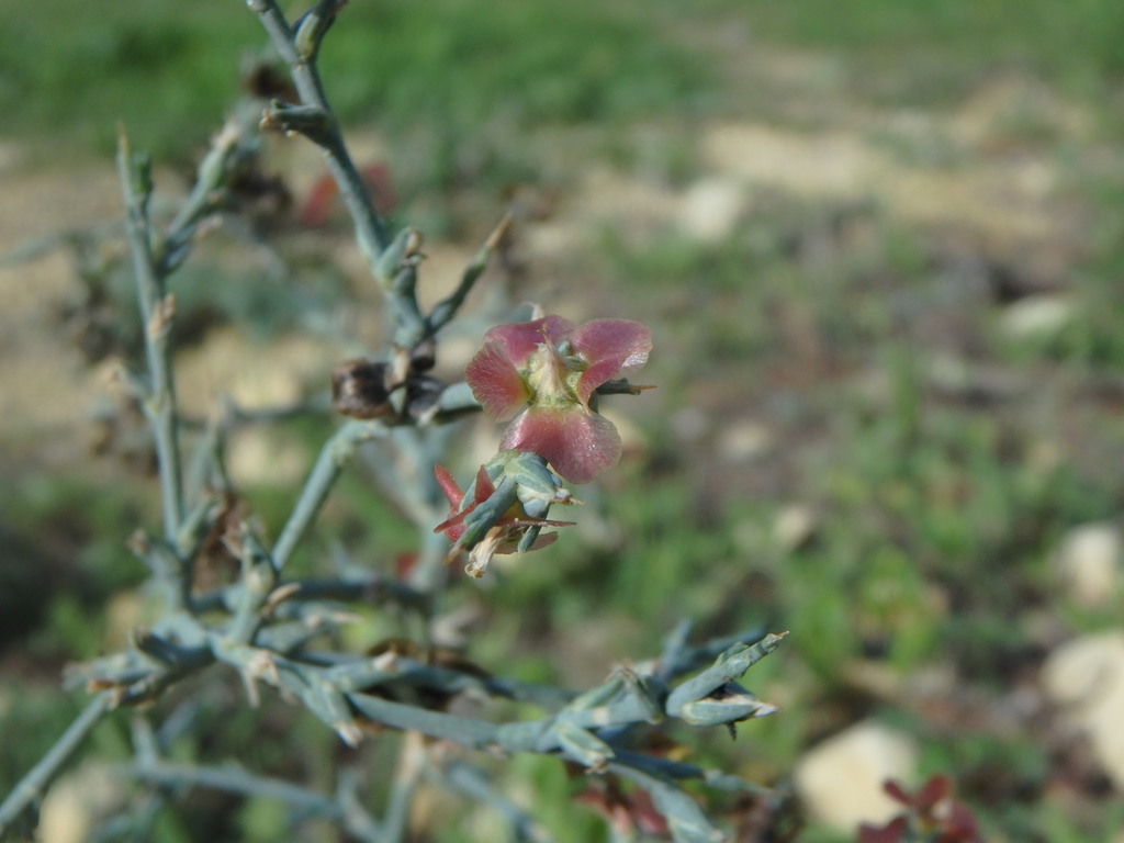 Noaea mucronata - KnowYourWeeds