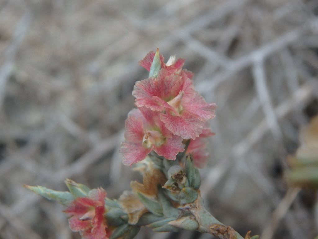 Noaea mucronata - KnowYourWeeds