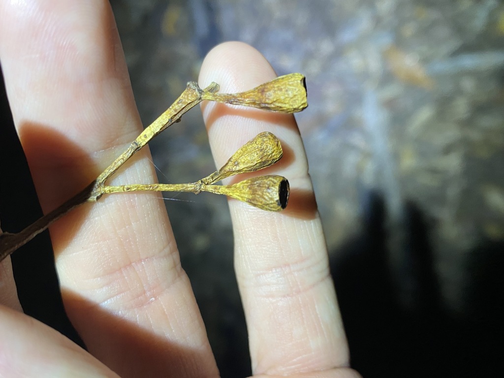 Eucalyptus microcorys - KnowYourWeeds