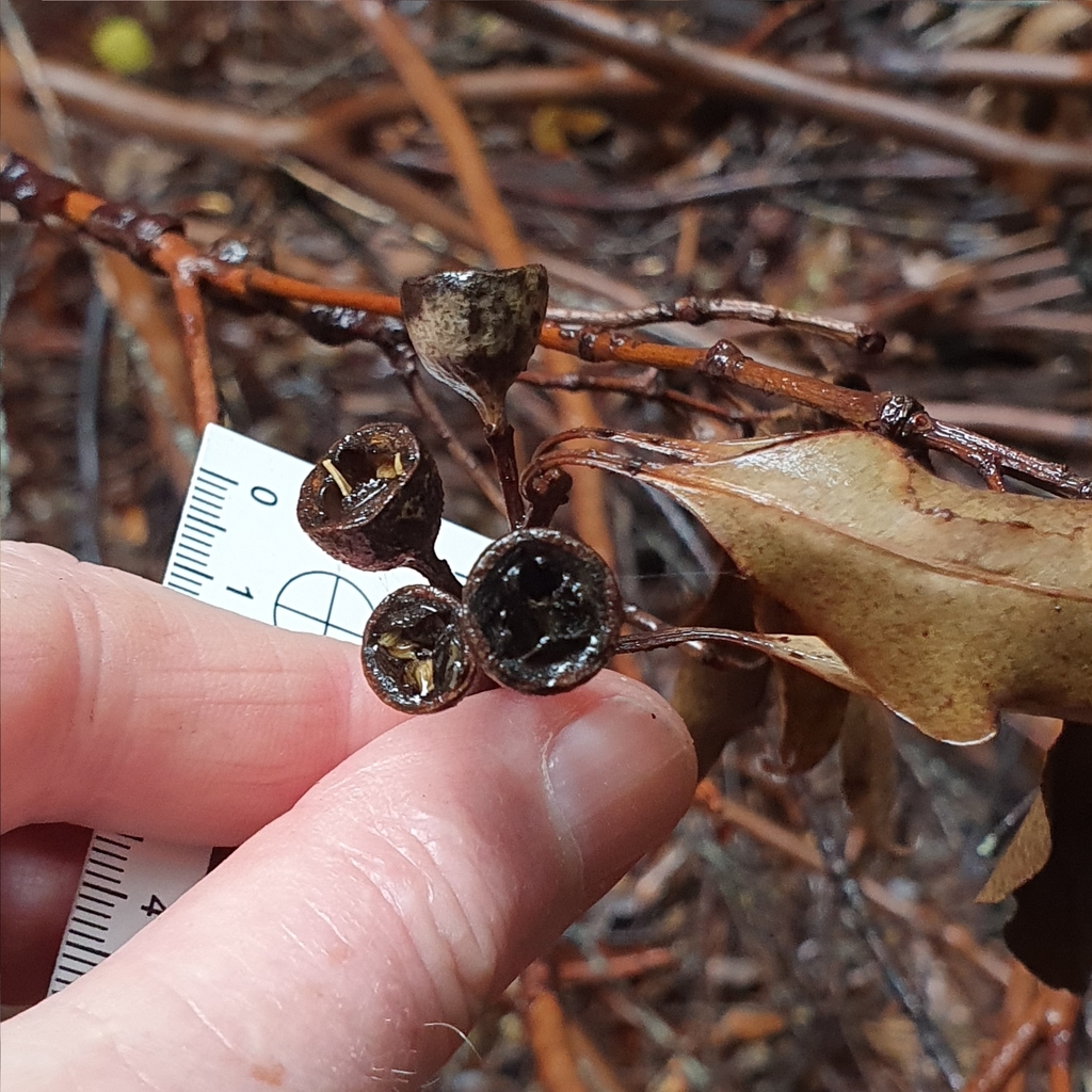 Eucalyptus microcorys - KnowYourWeeds