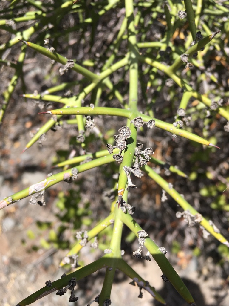 Colletia hystrix - KnowYourWeeds