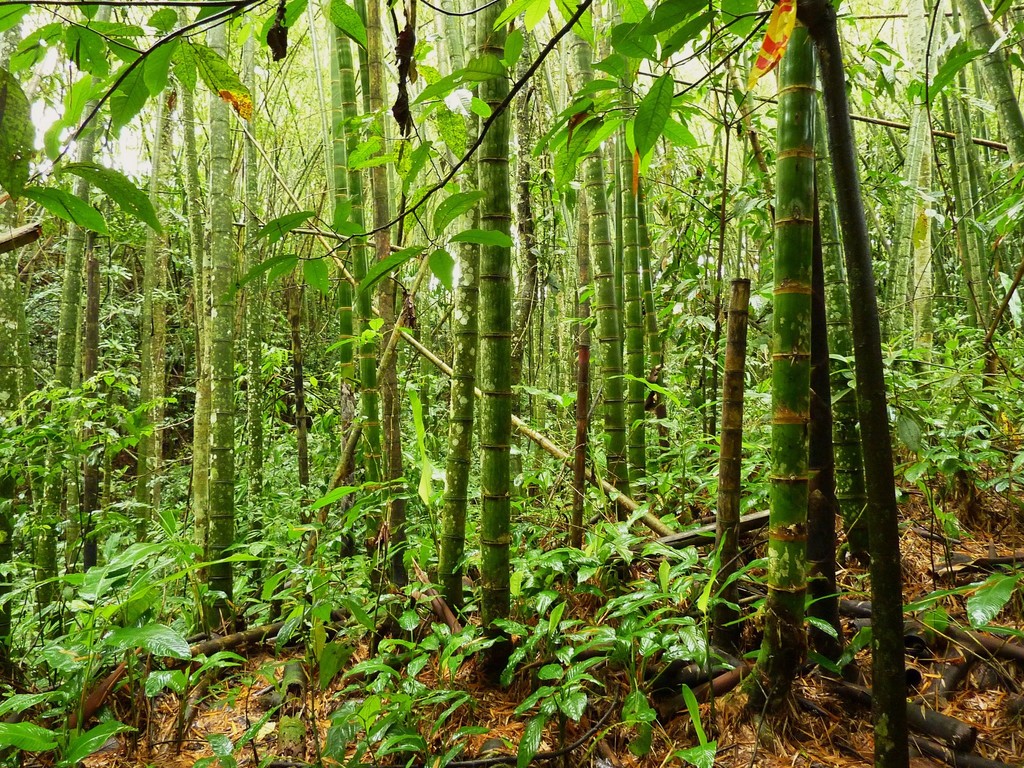 Guadua angustifolia - KnowYourWeeds