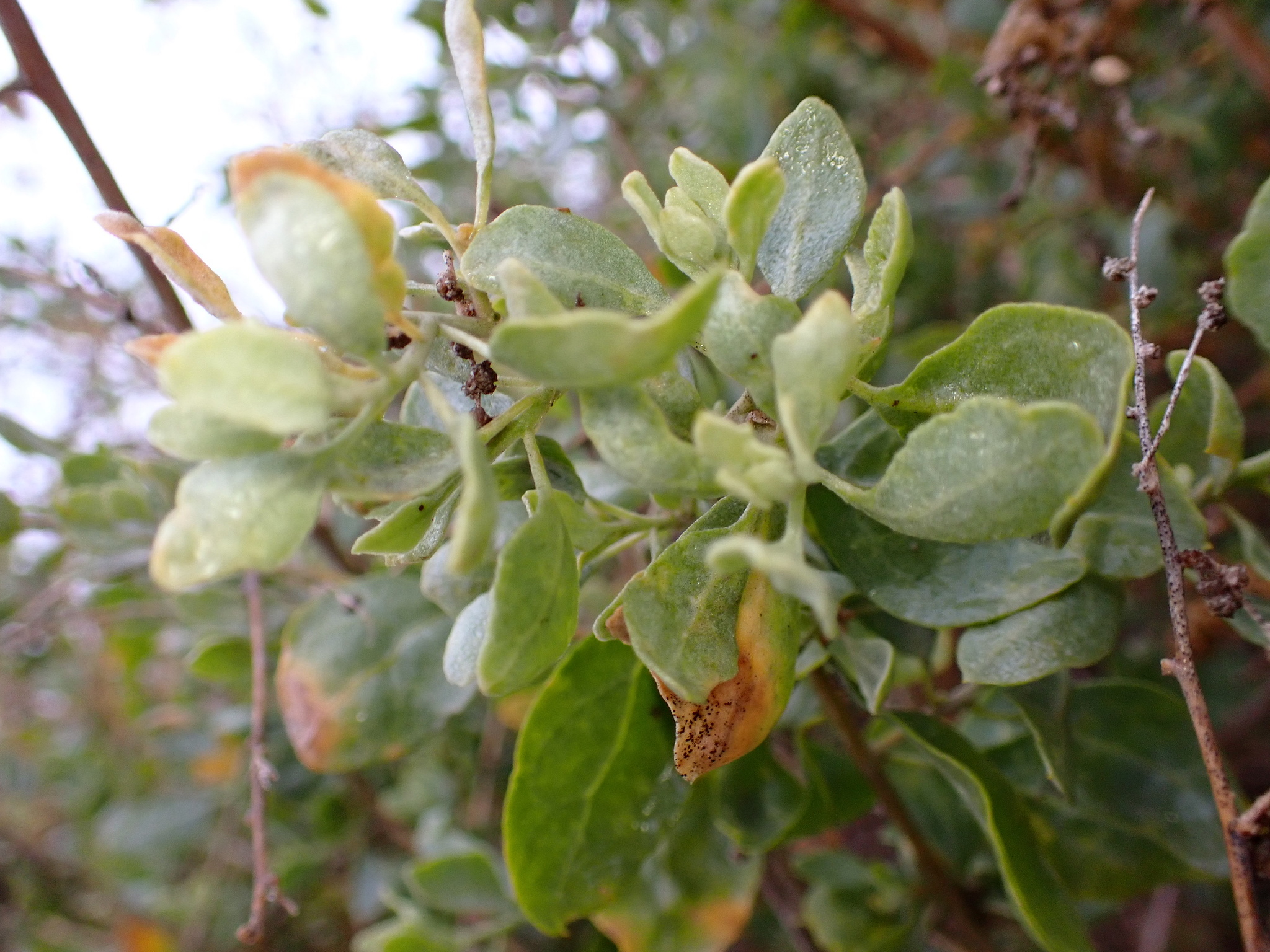 Atriplex lentiformis - KnowYourWeeds