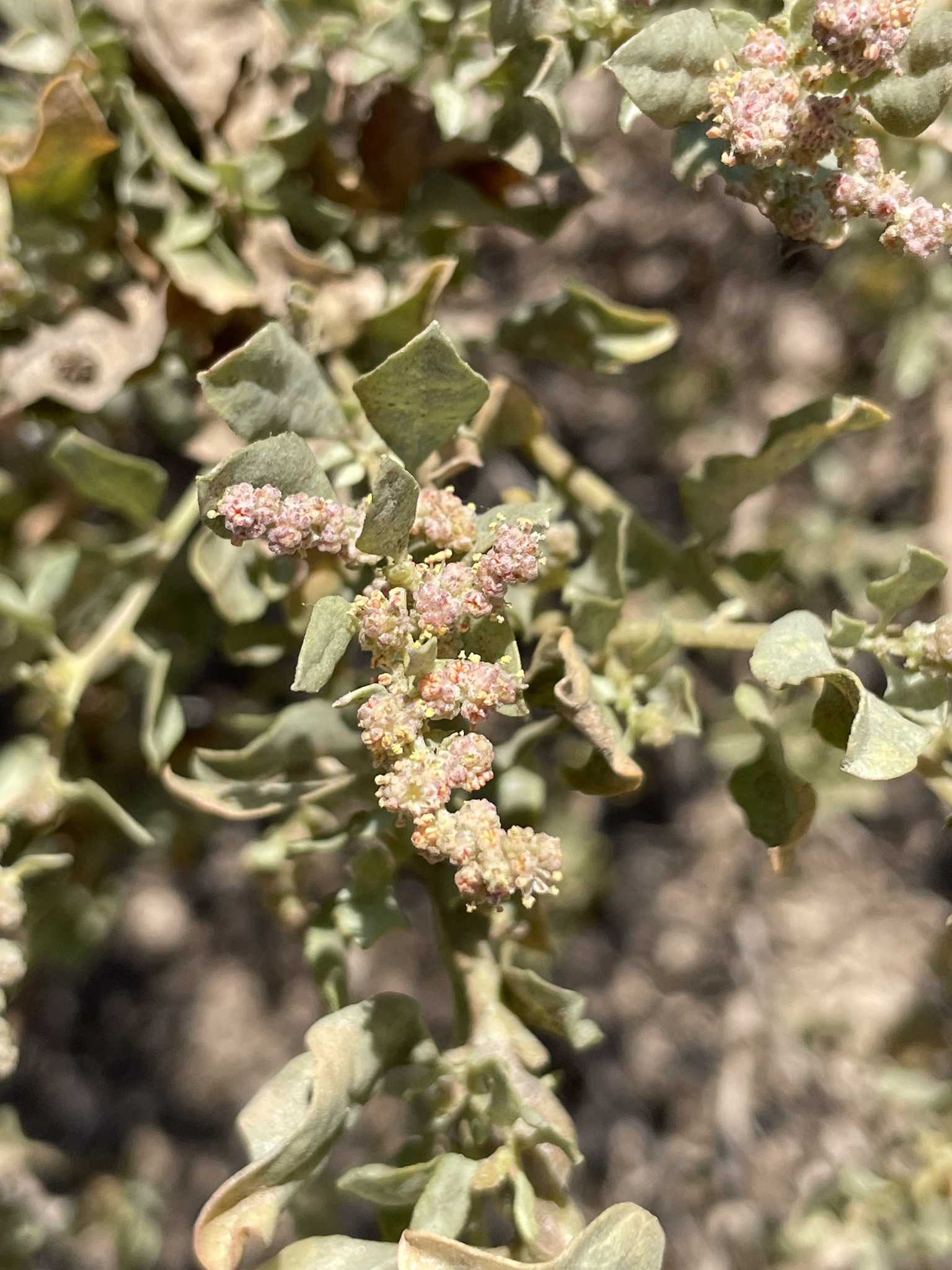 Atriplex lentiformis - KnowYourWeeds