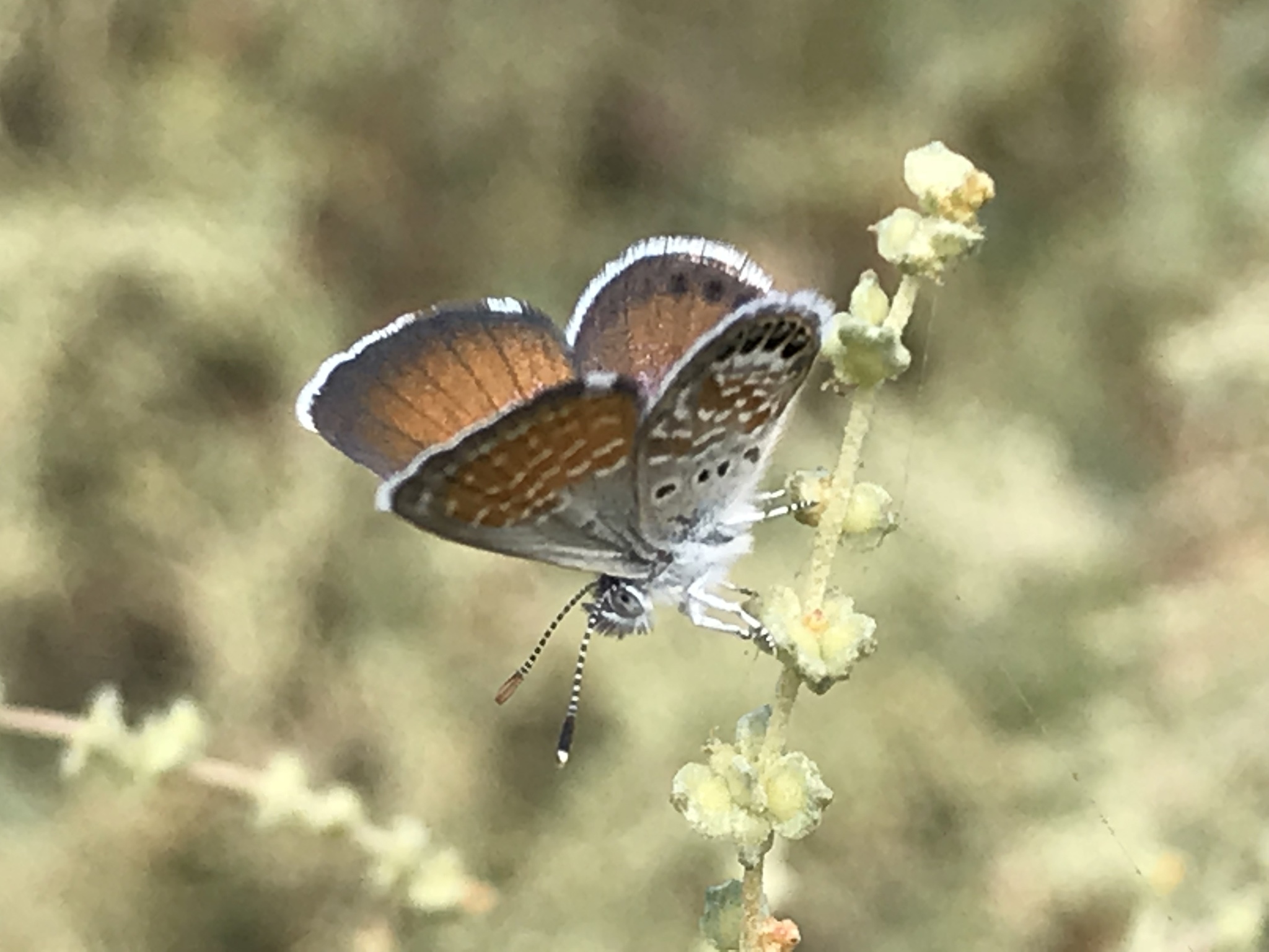 Atriplex lentiformis - KnowYourWeeds