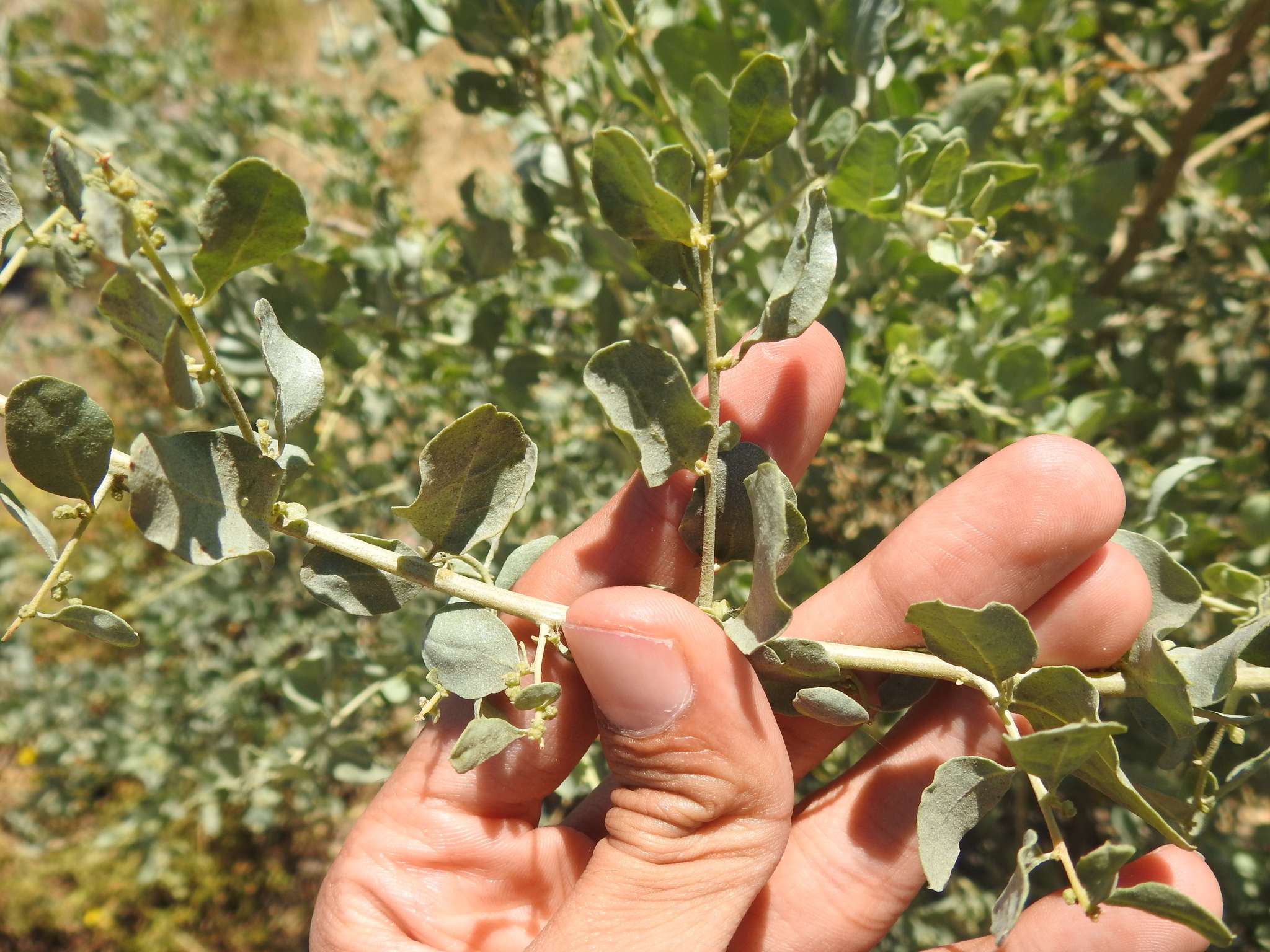 Atriplex lentiformis - KnowYourWeeds