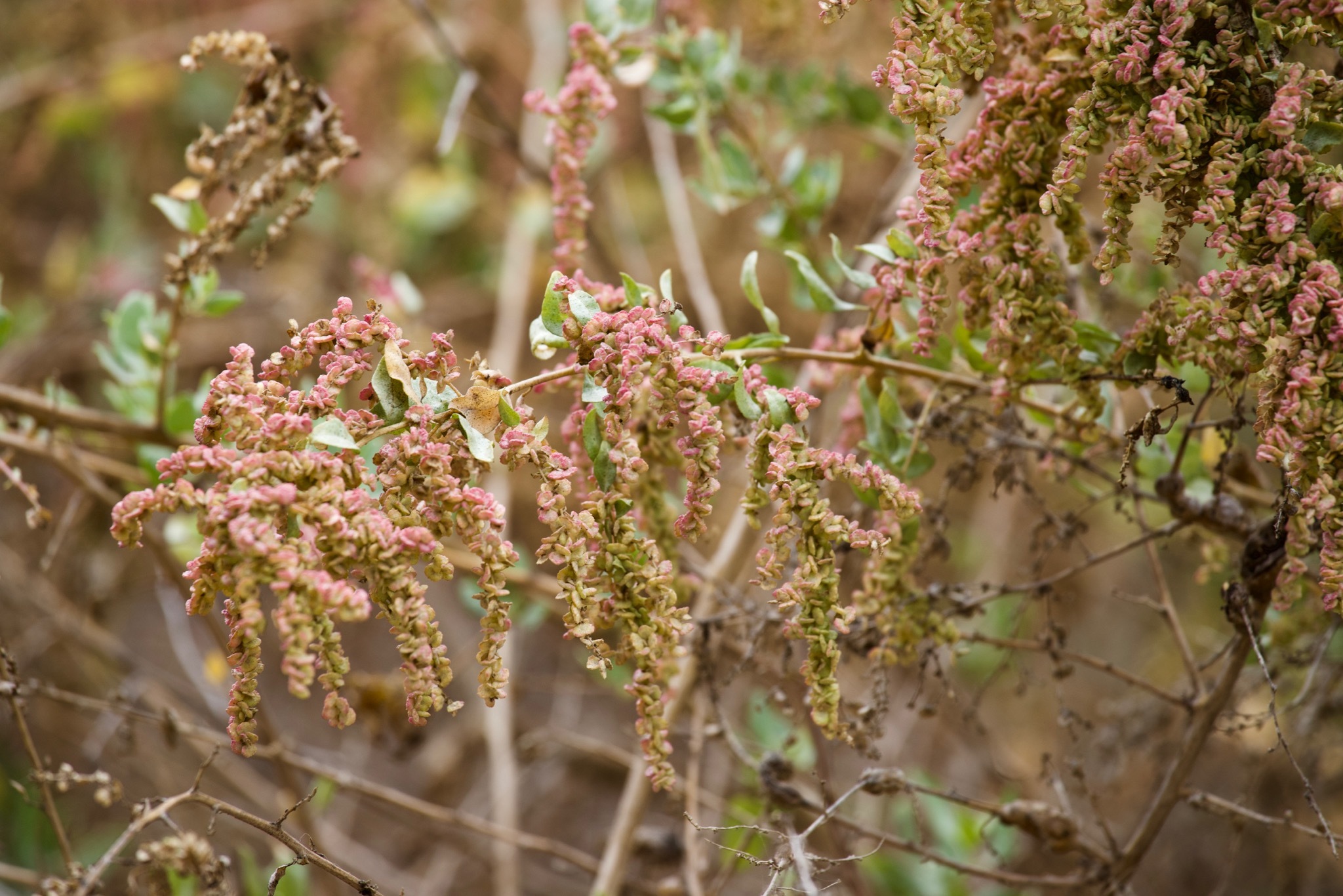 Atriplex lentiformis - KnowYourWeeds