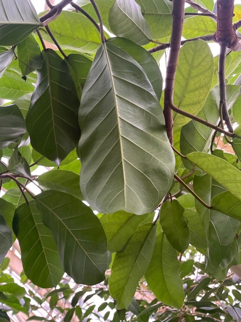 Ficus lutea - KnowYourWeeds