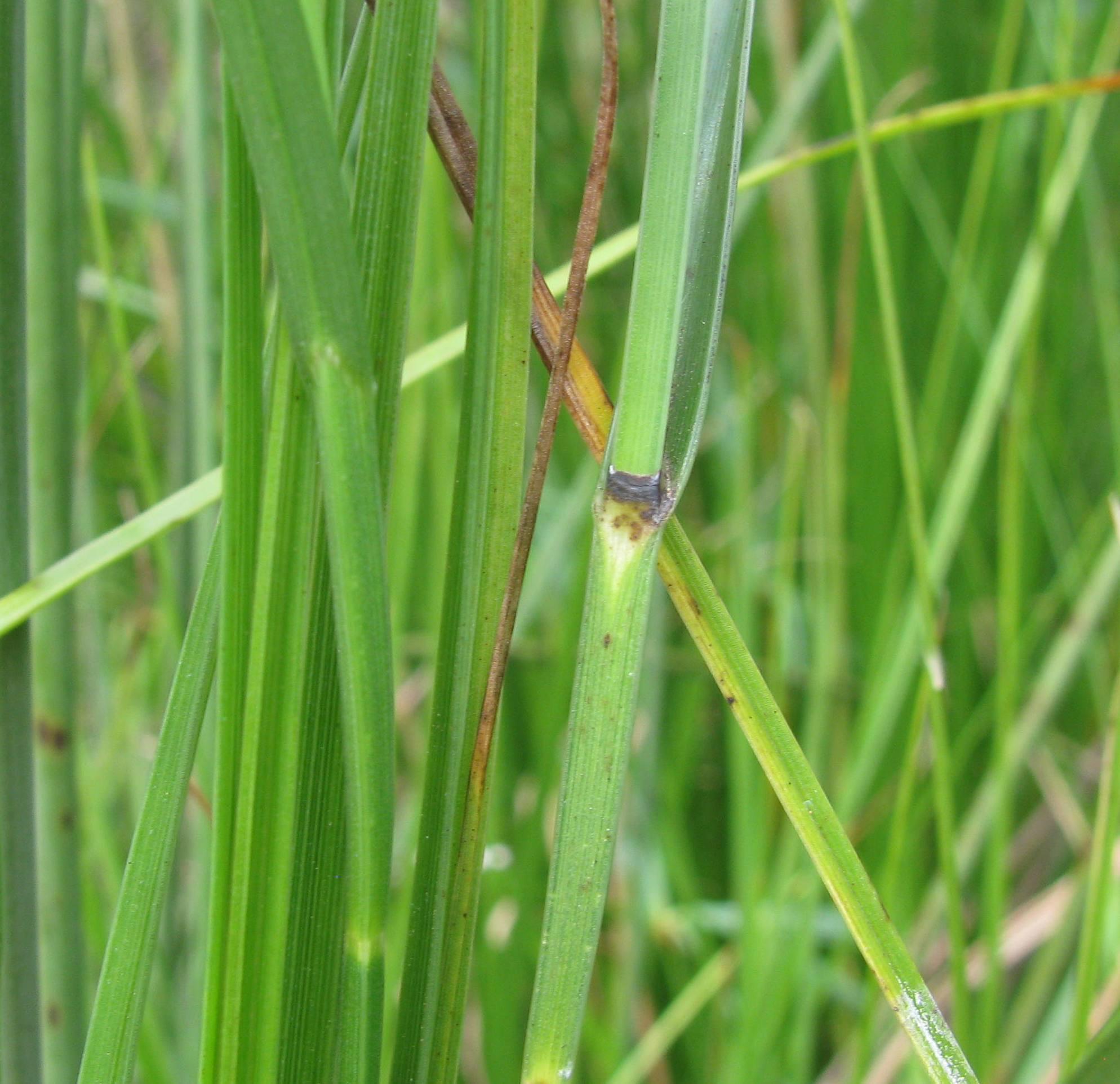 Fuirena coerulescens - KnowYourWeeds