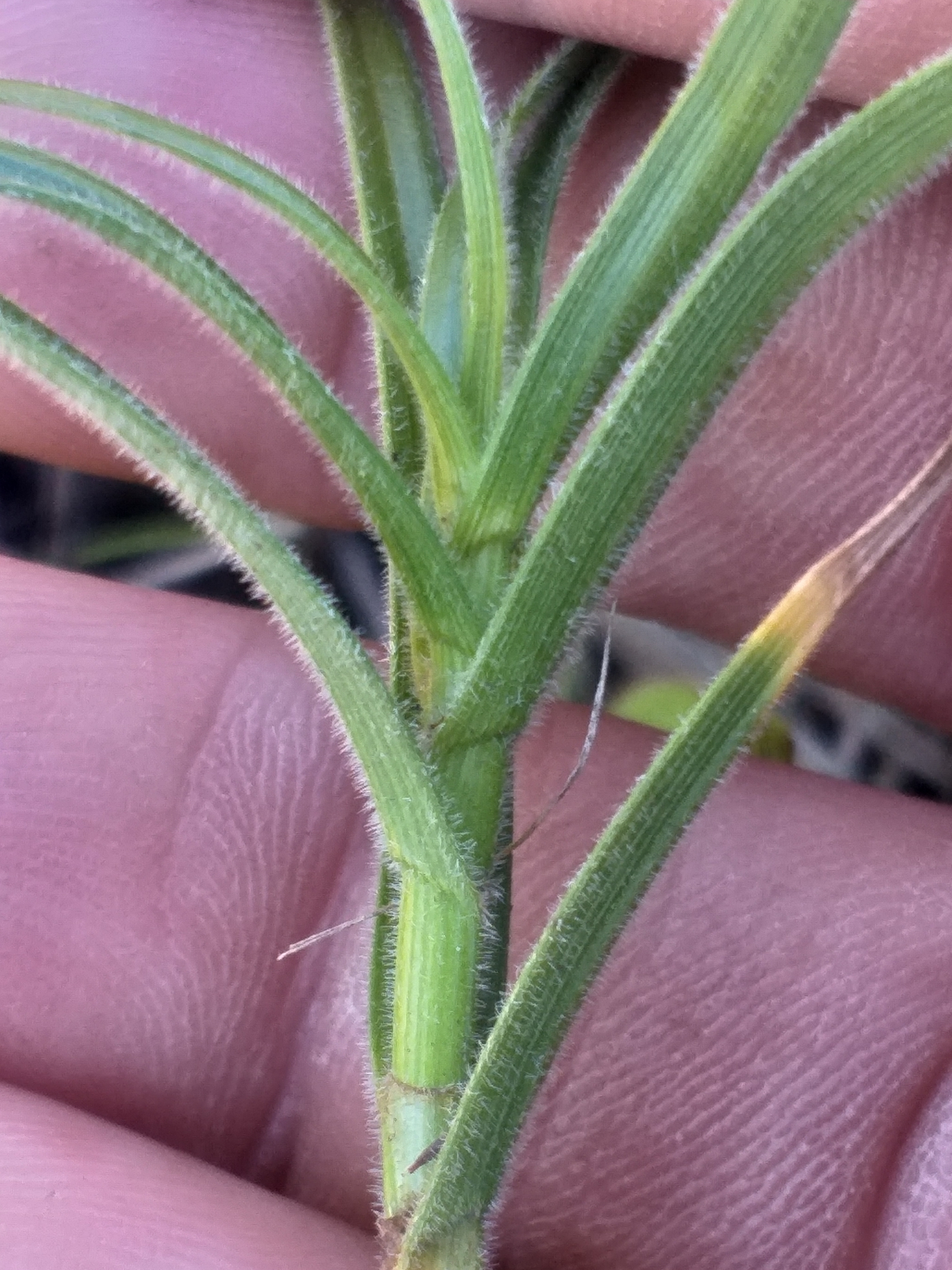 Fuirena coerulescens - KnowYourWeeds