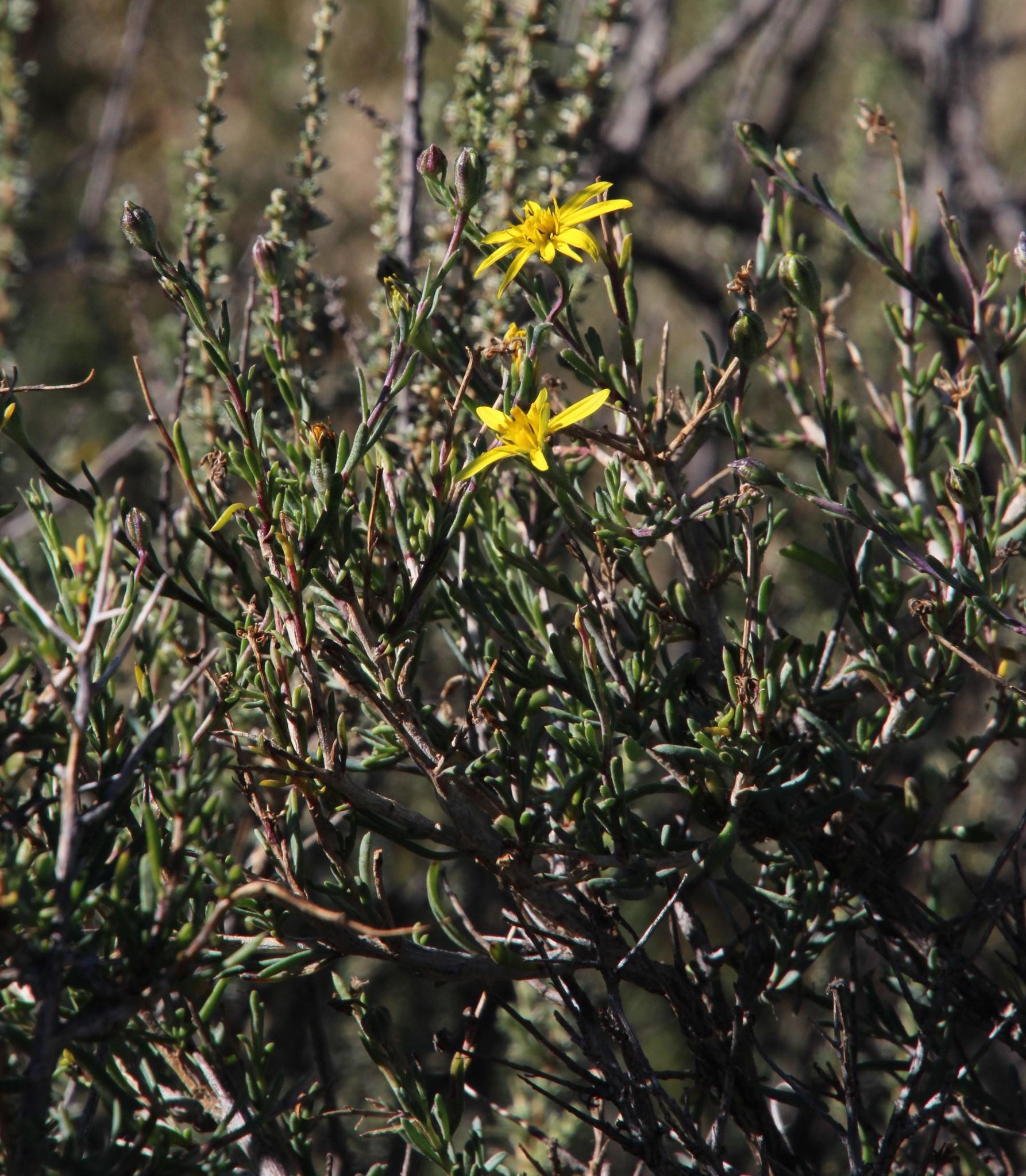 Osteospermum spinescens - KnowYourWeeds