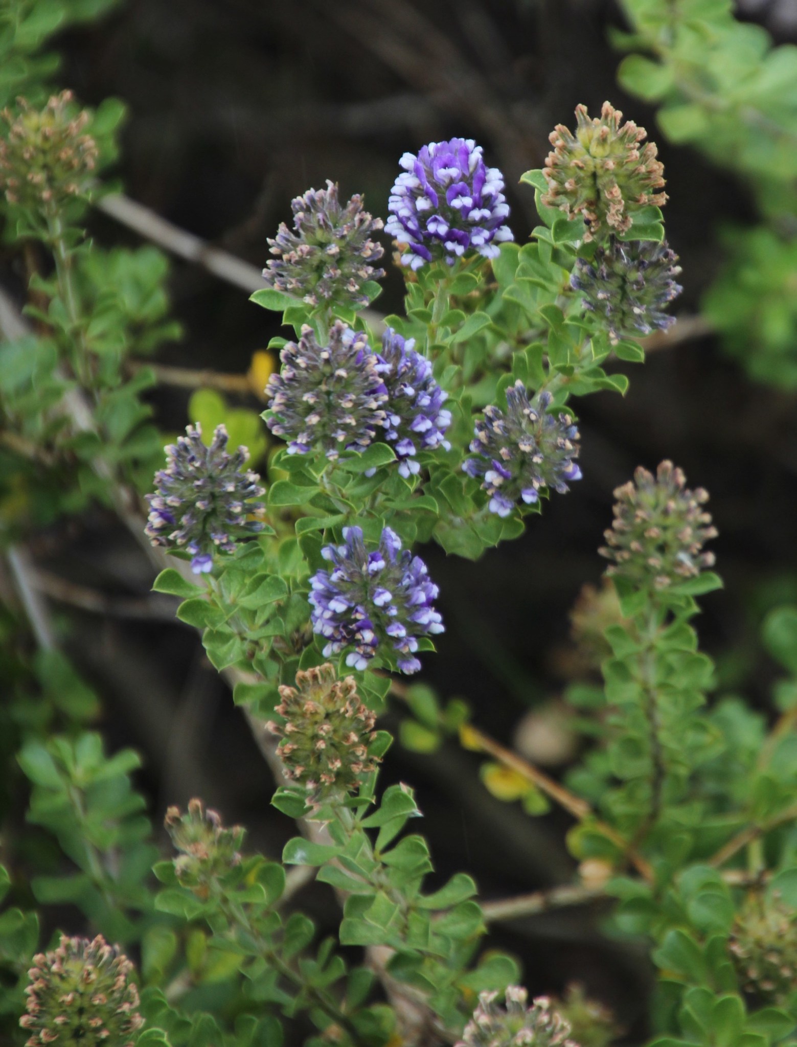 Psoralea fruticans - KnowYourWeeds
