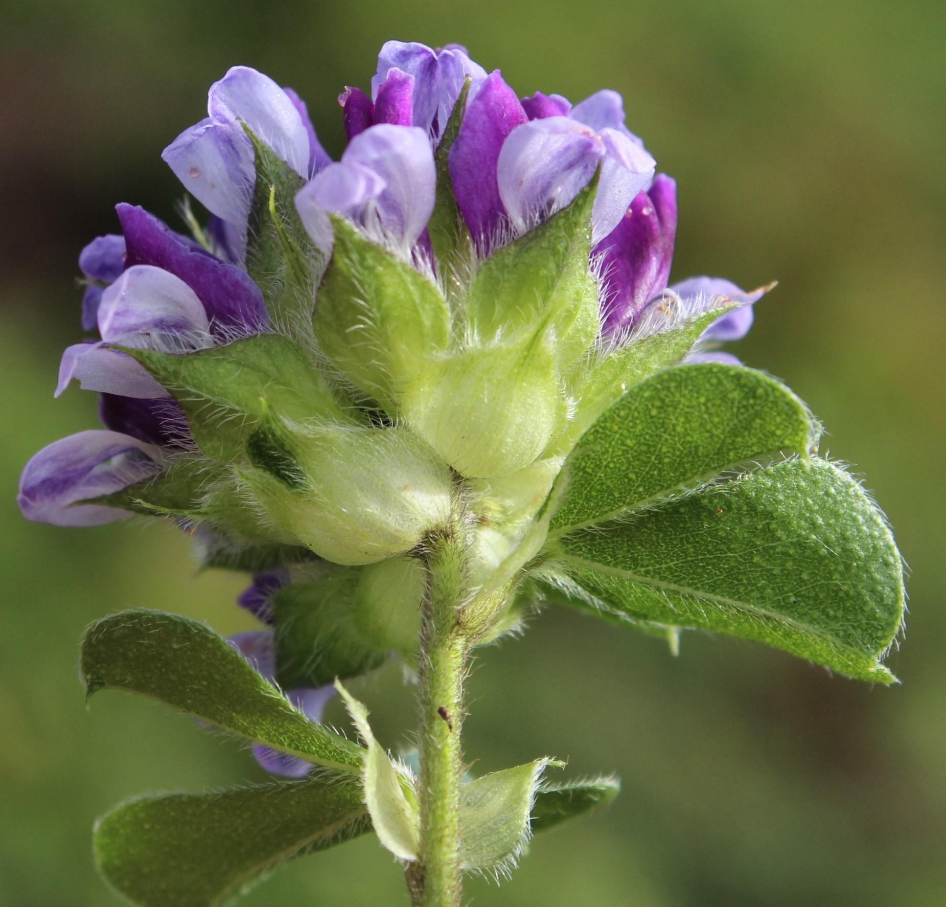 Psoralea fruticans - KnowYourWeeds