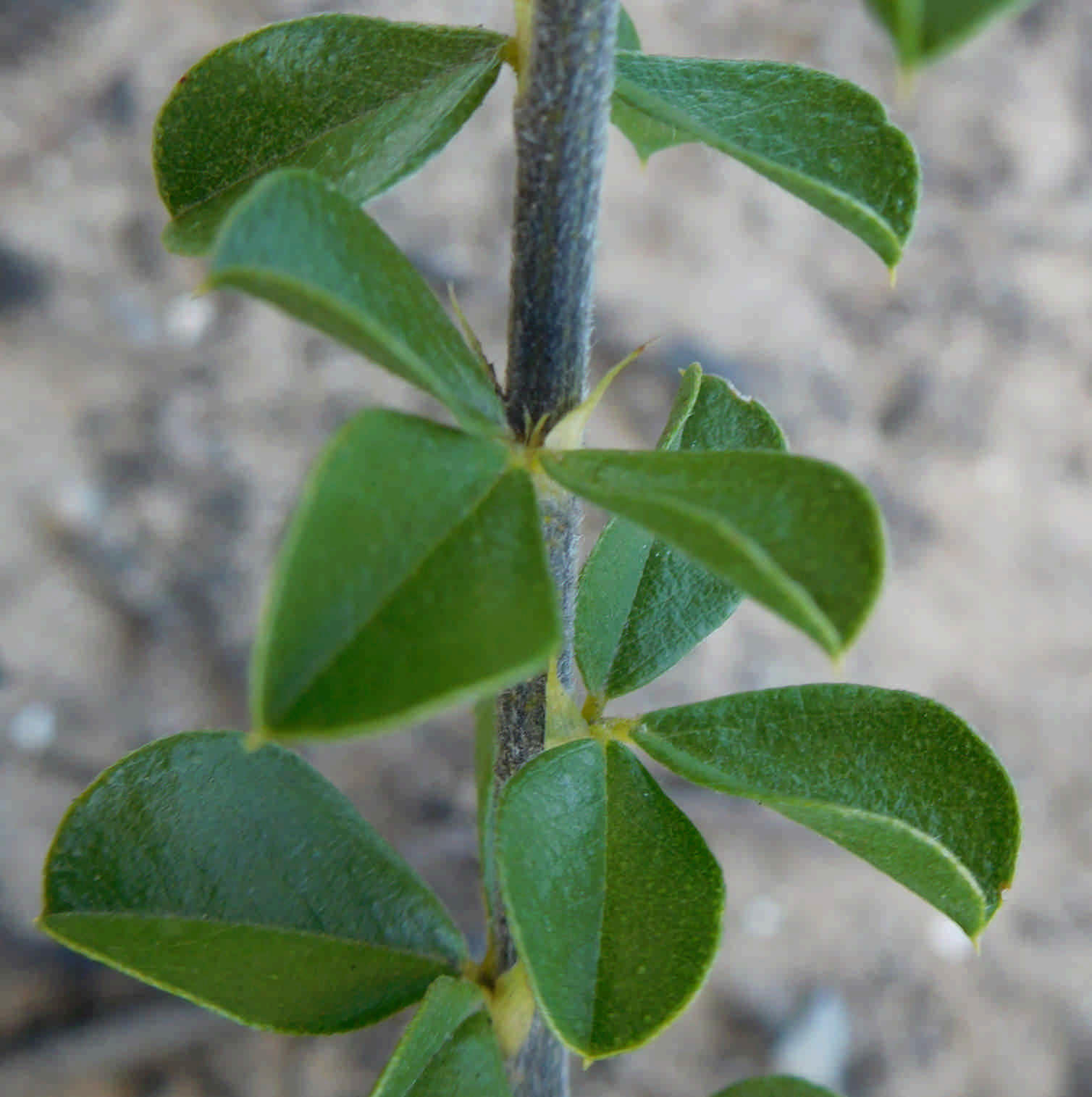 Psoralea fruticans - KnowYourWeeds