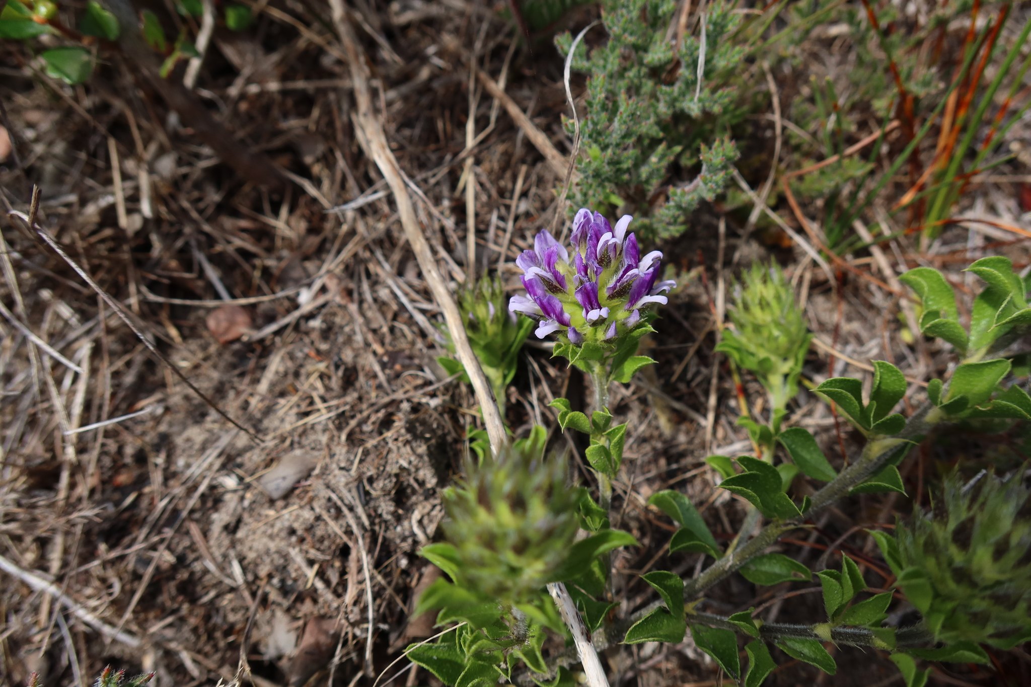 Psoralea fruticans - KnowYourWeeds