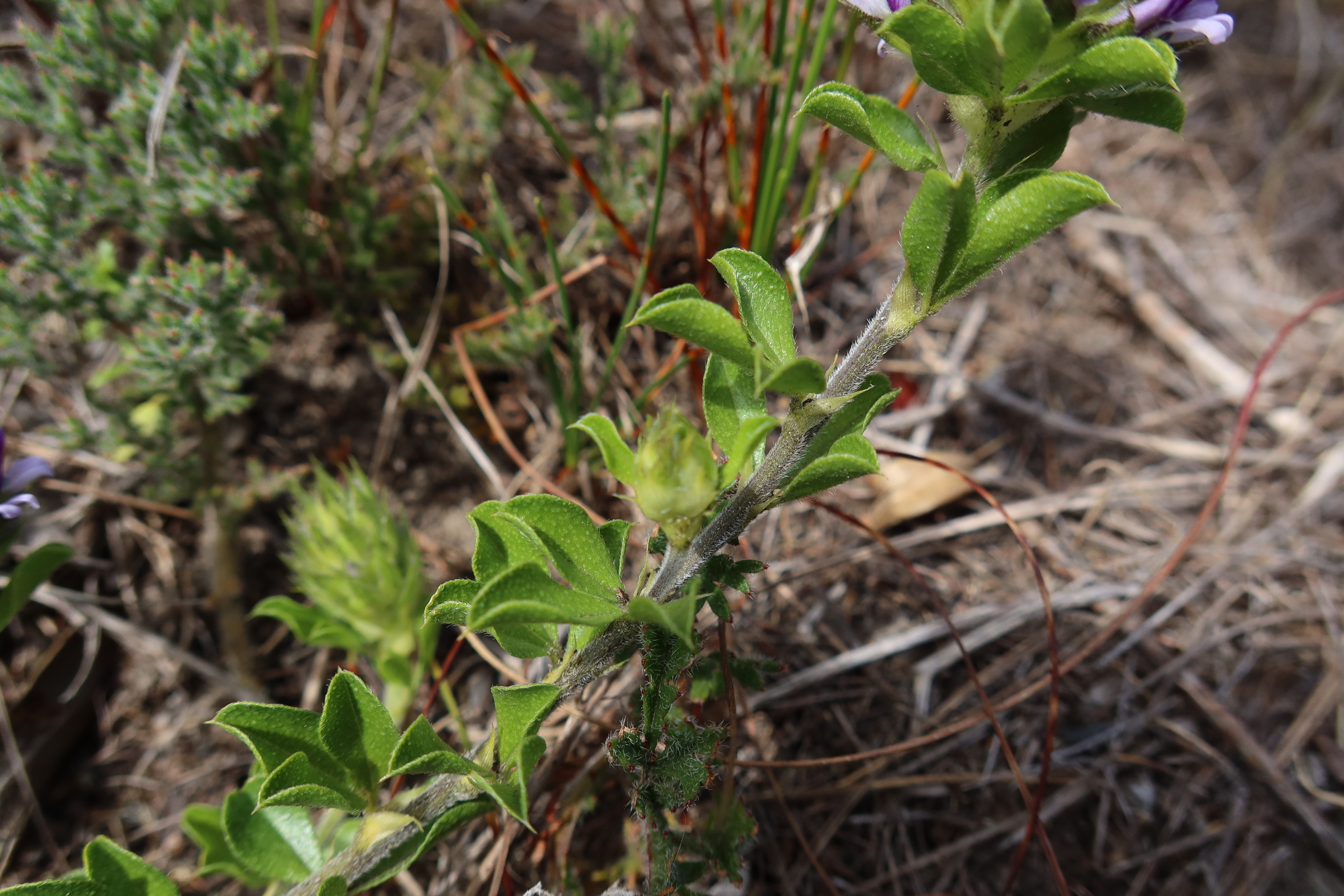 Psoralea fruticans - KnowYourWeeds