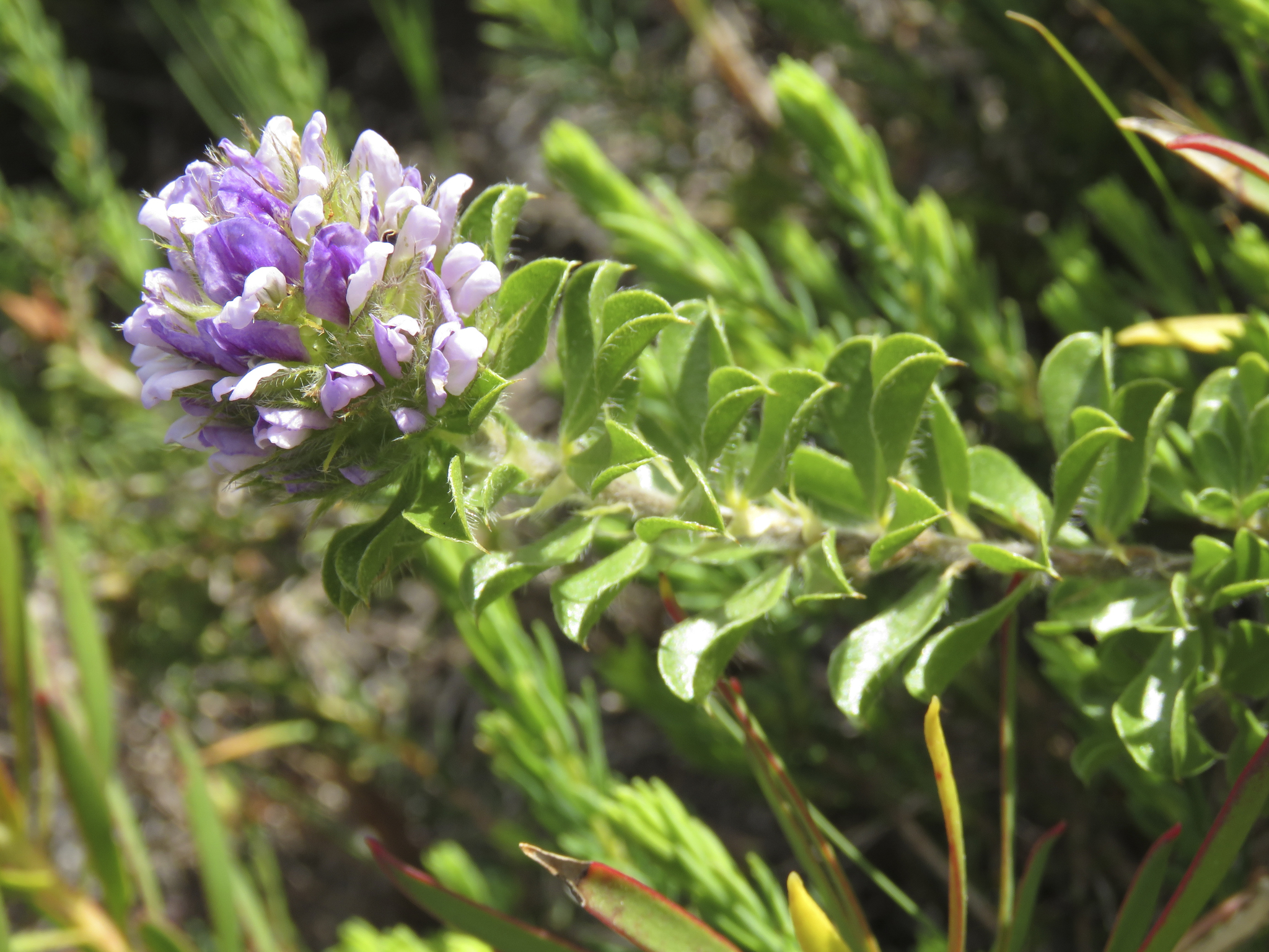 Psoralea fruticans - KnowYourWeeds