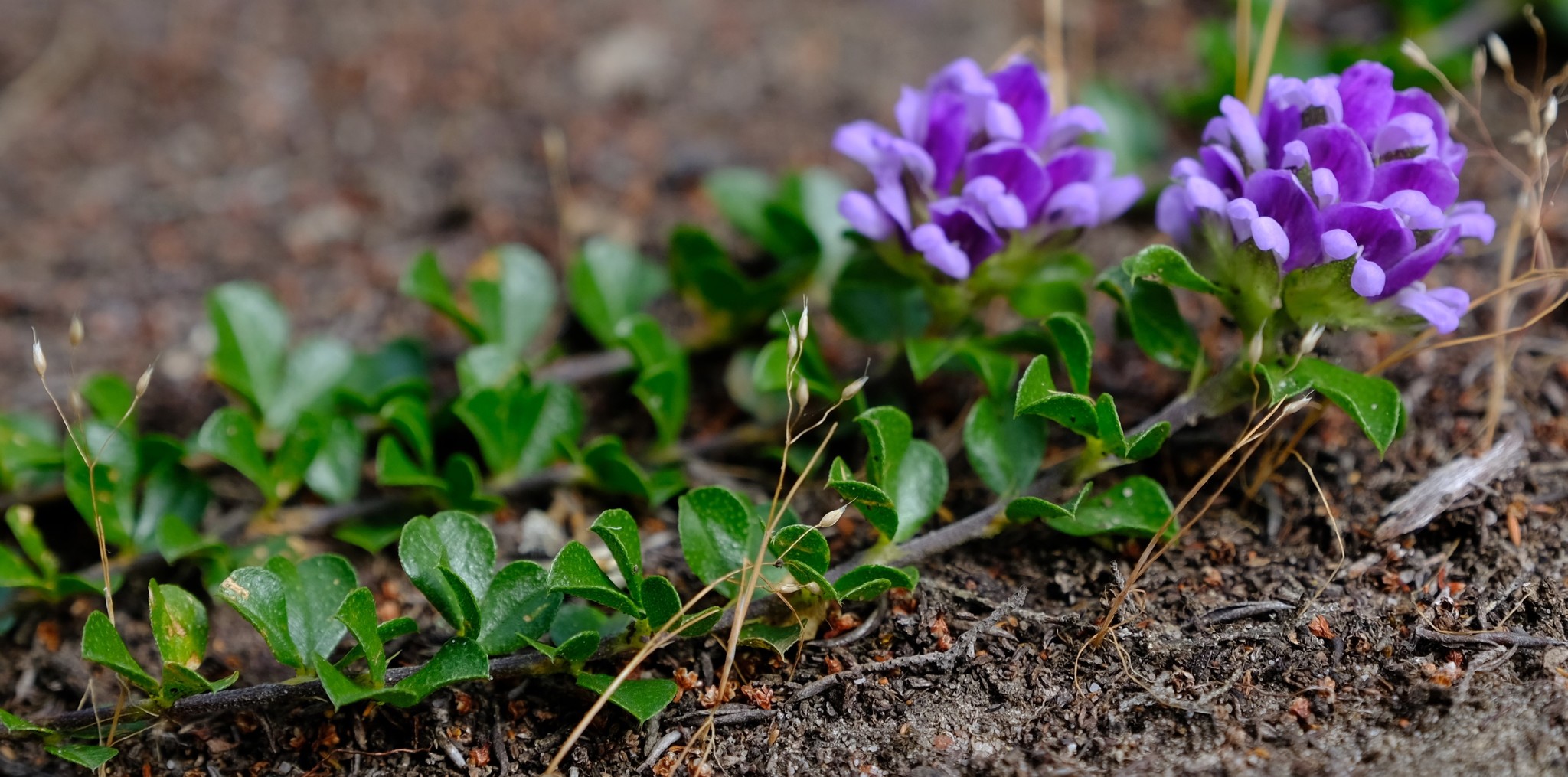 Psoralea fruticans - KnowYourWeeds