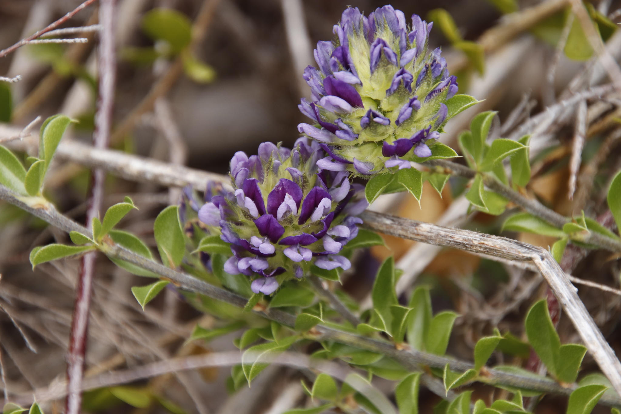 Psoralea fruticans - KnowYourWeeds