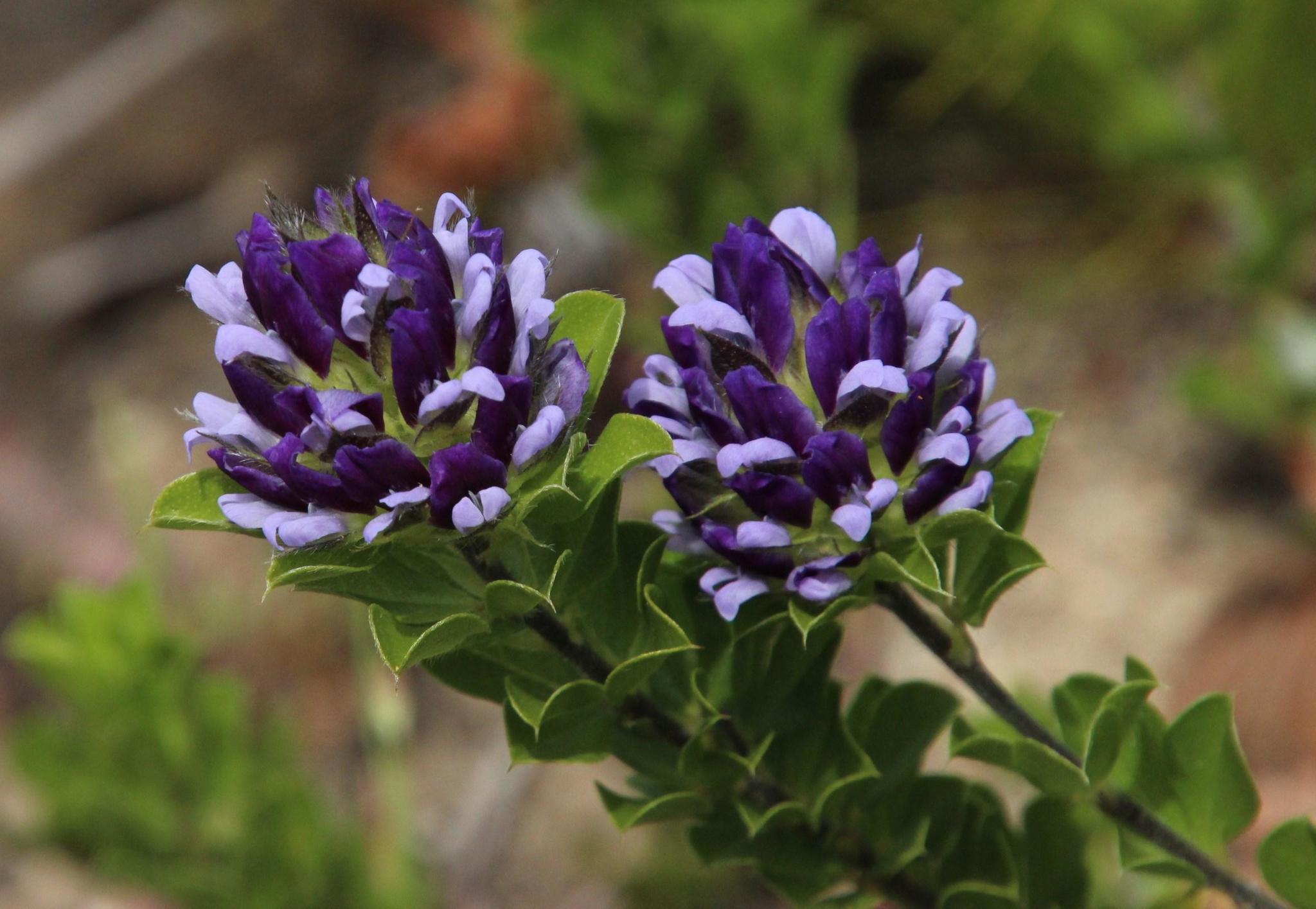 Psoralea fruticans - KnowYourWeeds