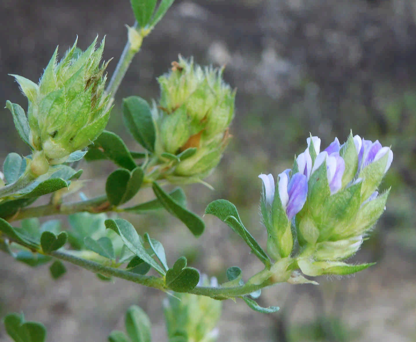 Psoralea fruticans - KnowYourWeeds