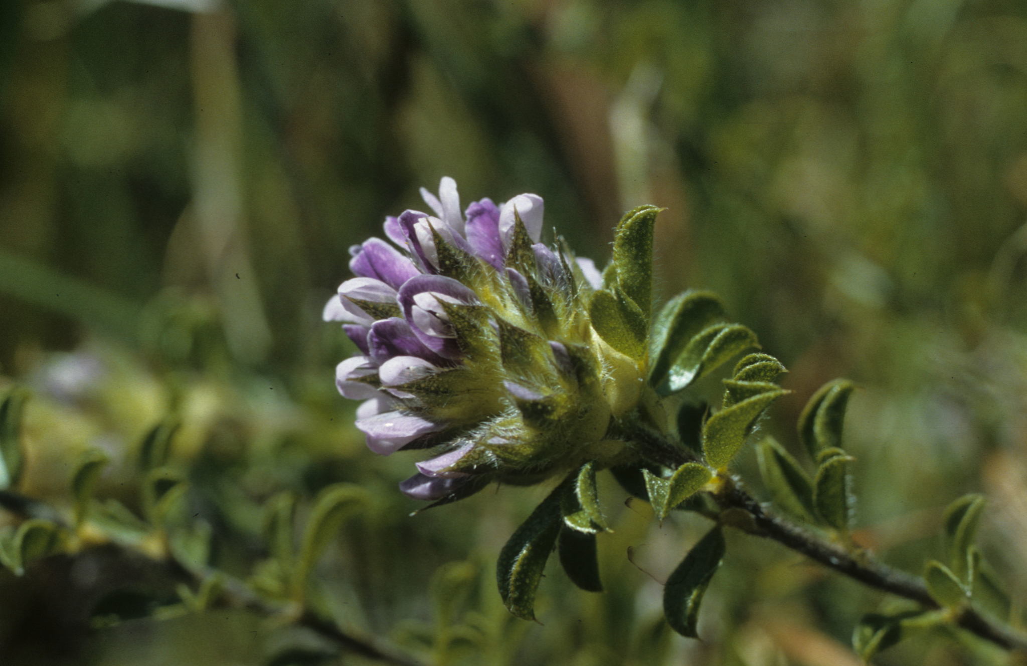 Psoralea fruticans - KnowYourWeeds