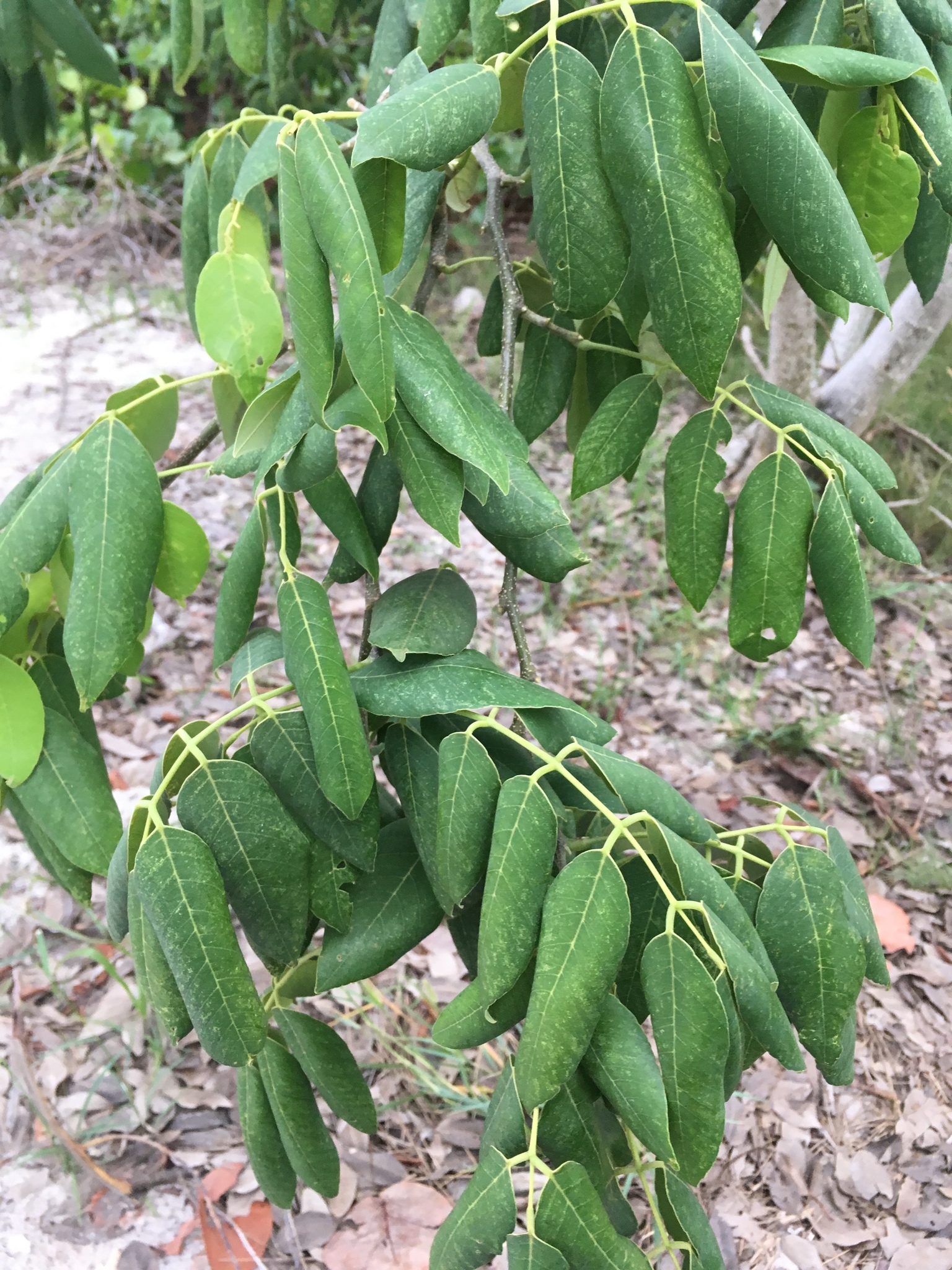 Piscidia piscipula - KnowYourWeeds