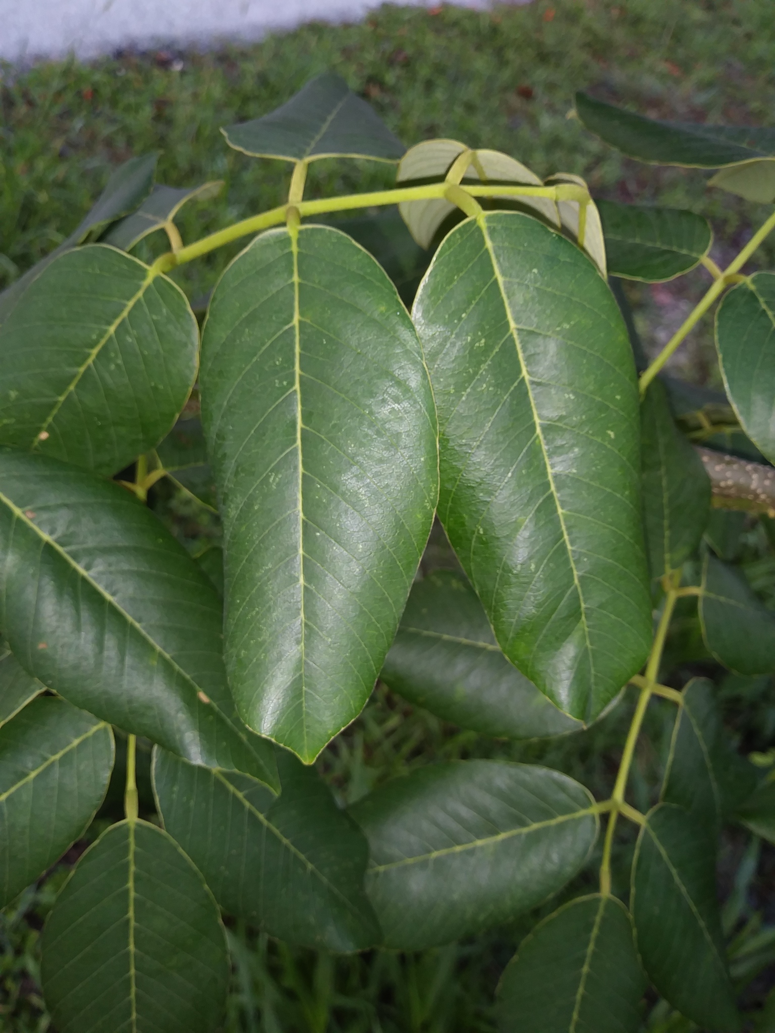 Piscidia piscipula - KnowYourWeeds